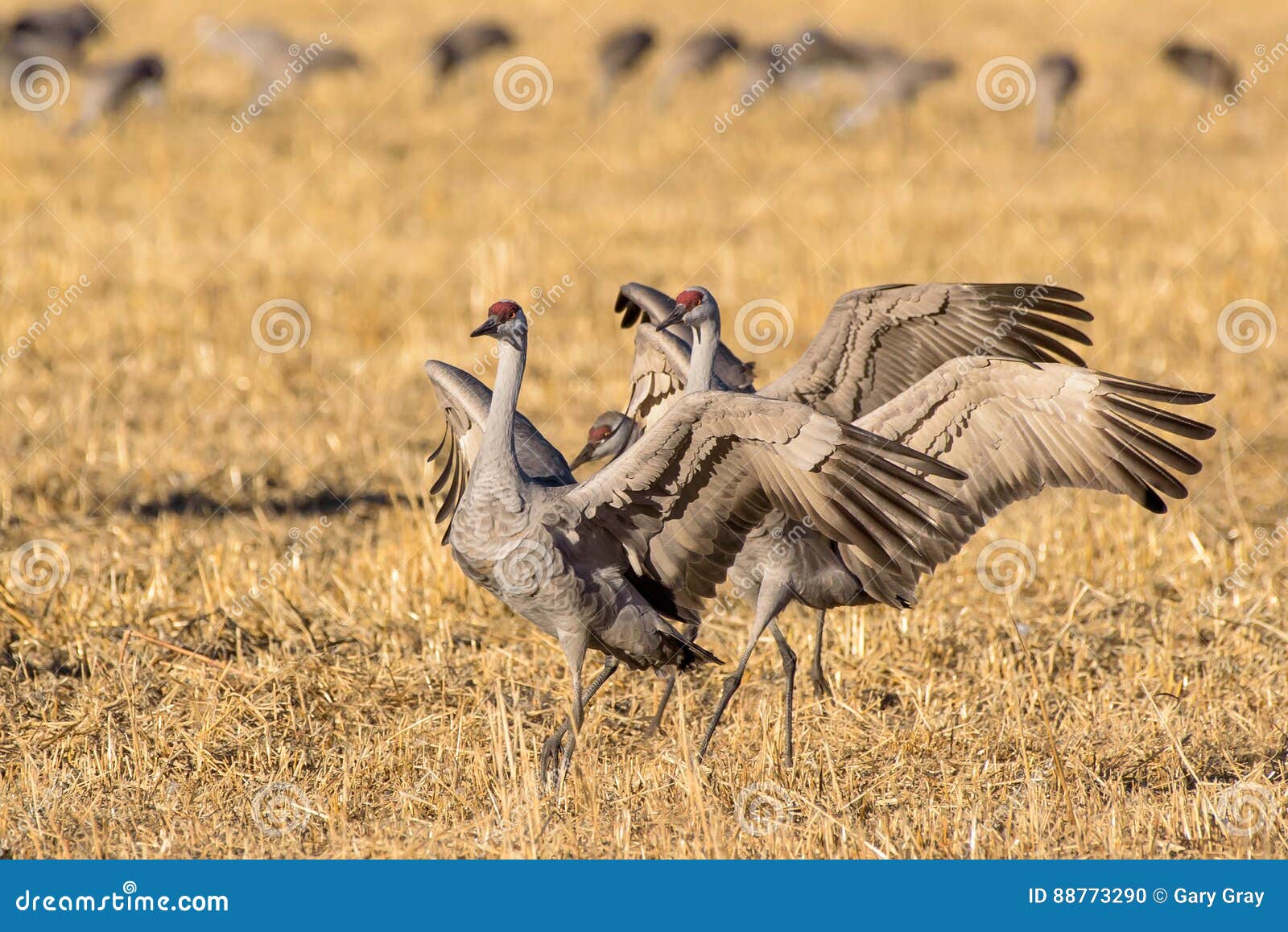 Sandhill Cranes in a Field stock photo. Image of cranes - 88773290