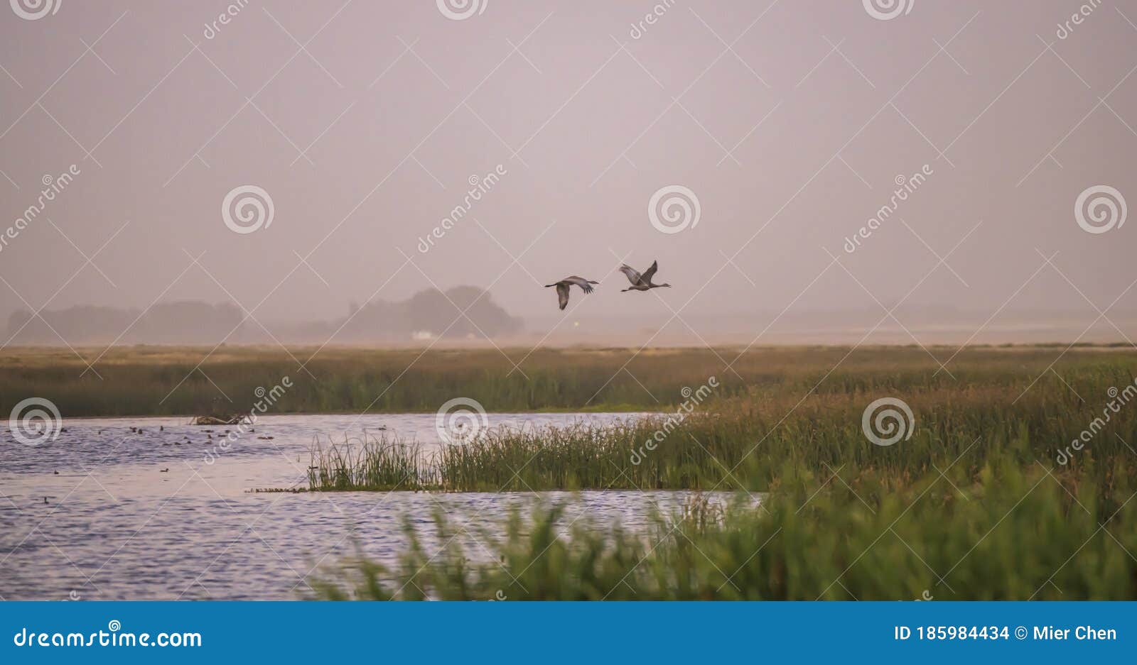 Sandhill Cranes Flying Over the Wetland Stock Photo - Image of dusk ...