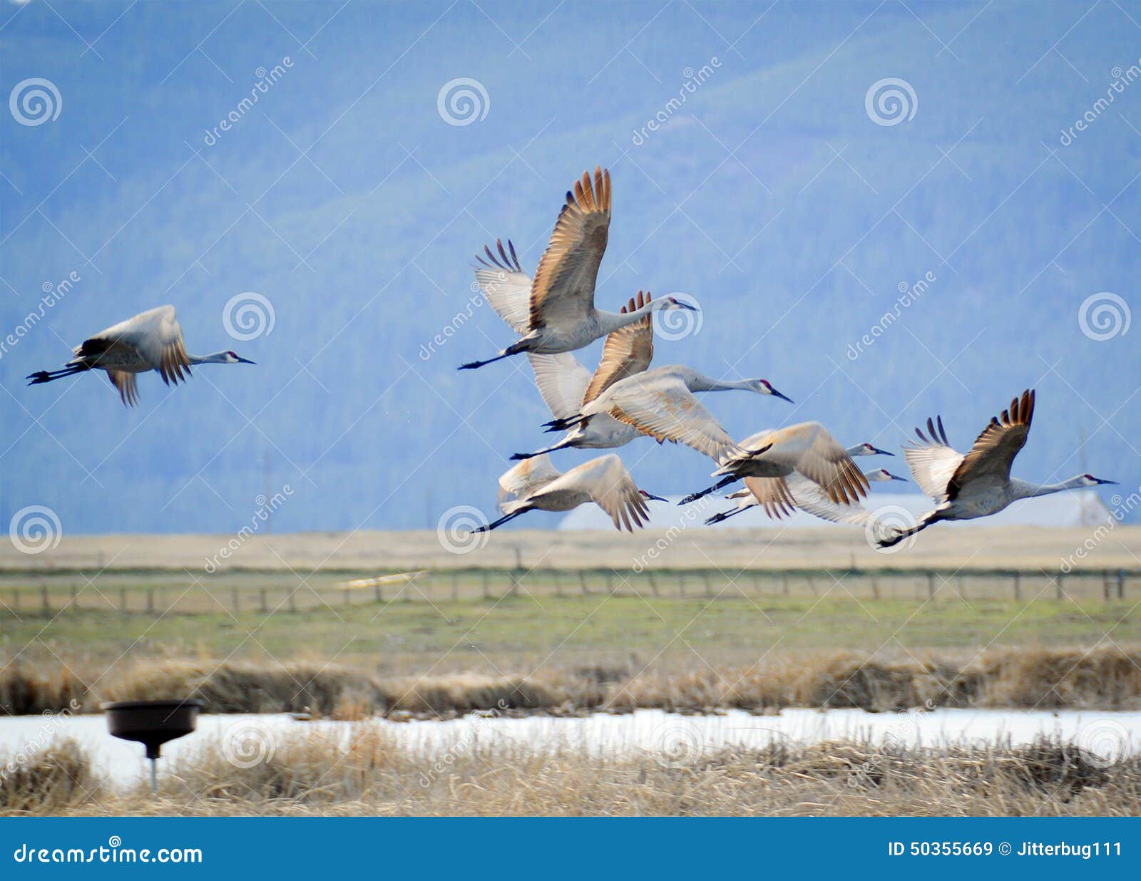 Sandhill Cranes stock image. Image of cranes, nature - 50355669