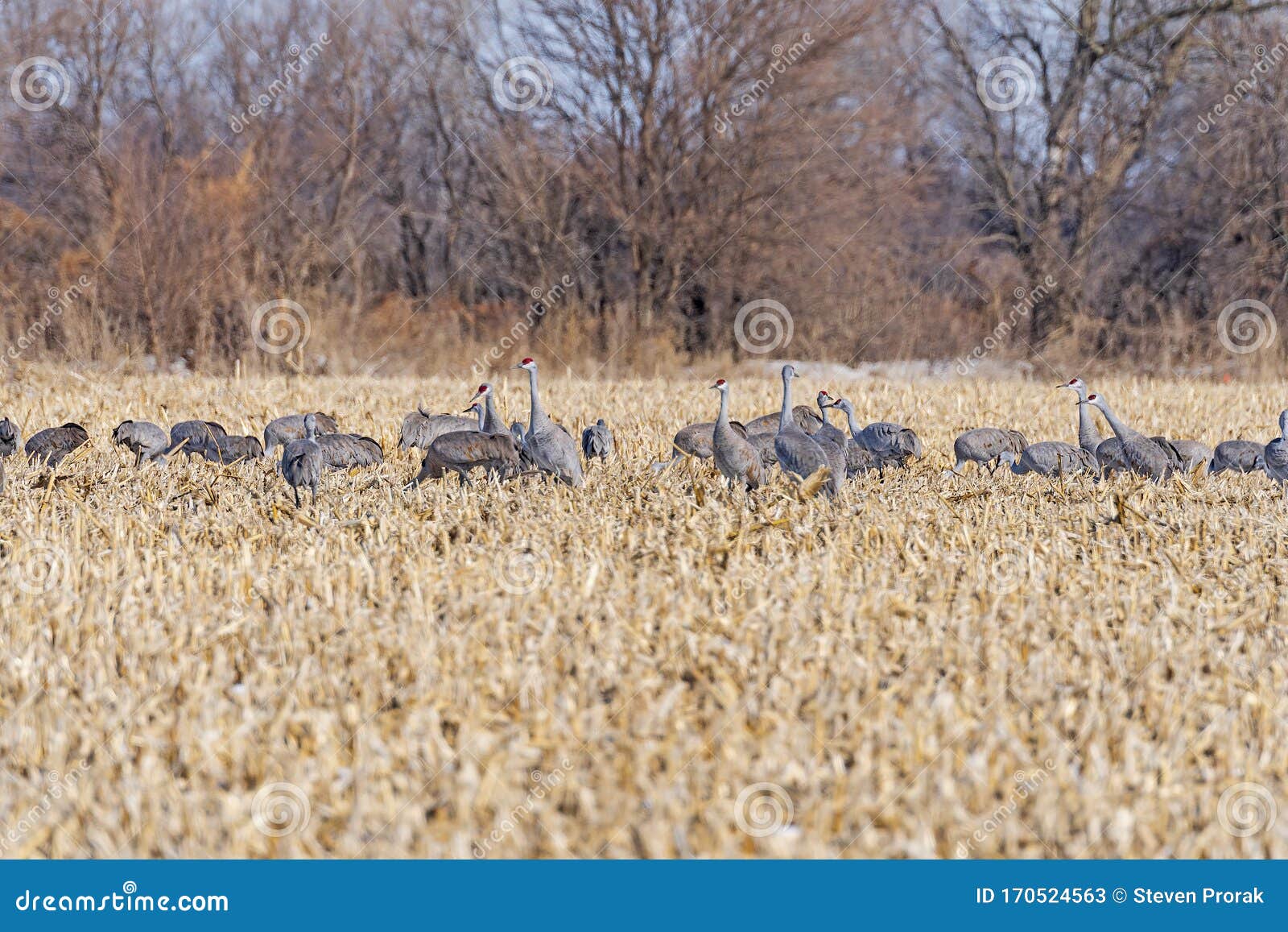 Sandhill Cranes Looking Up from Their Feeding in the Corn Fields Stock ...