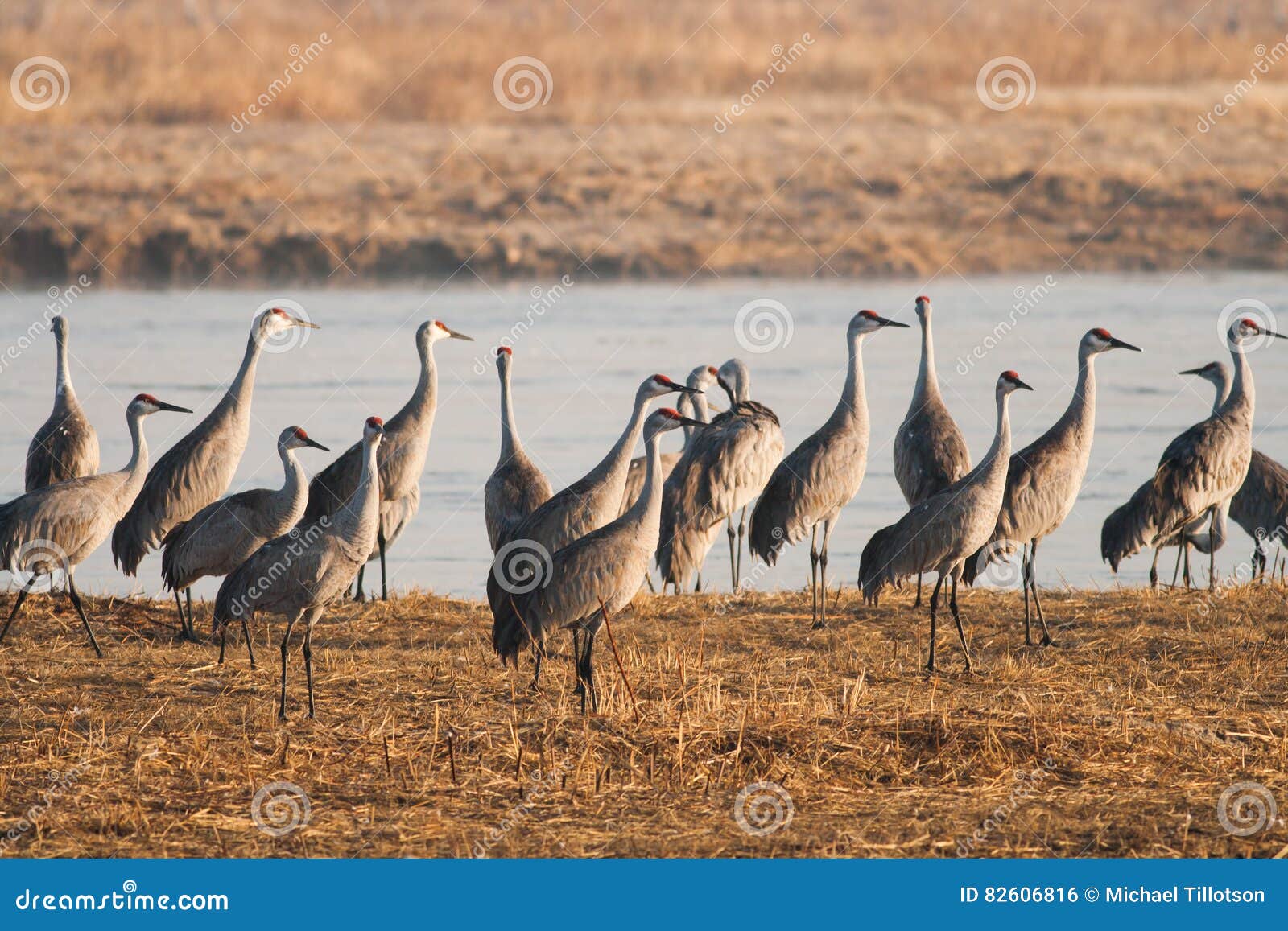 Sandhill Cranes on the Platte River Stock Photo - Image of platte ...