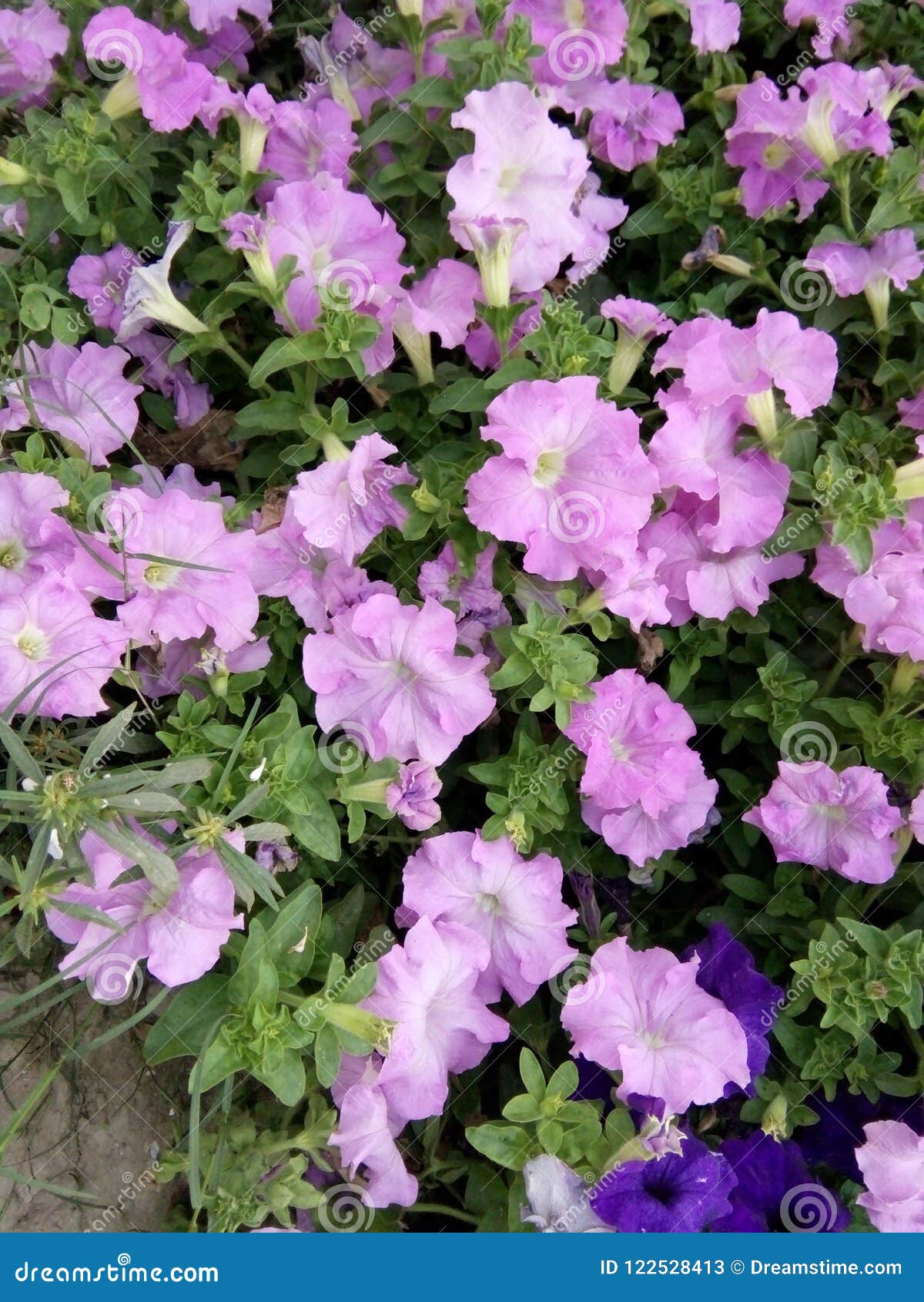 Sandhya maloti stock image. Image of maloti, colours - 122528413