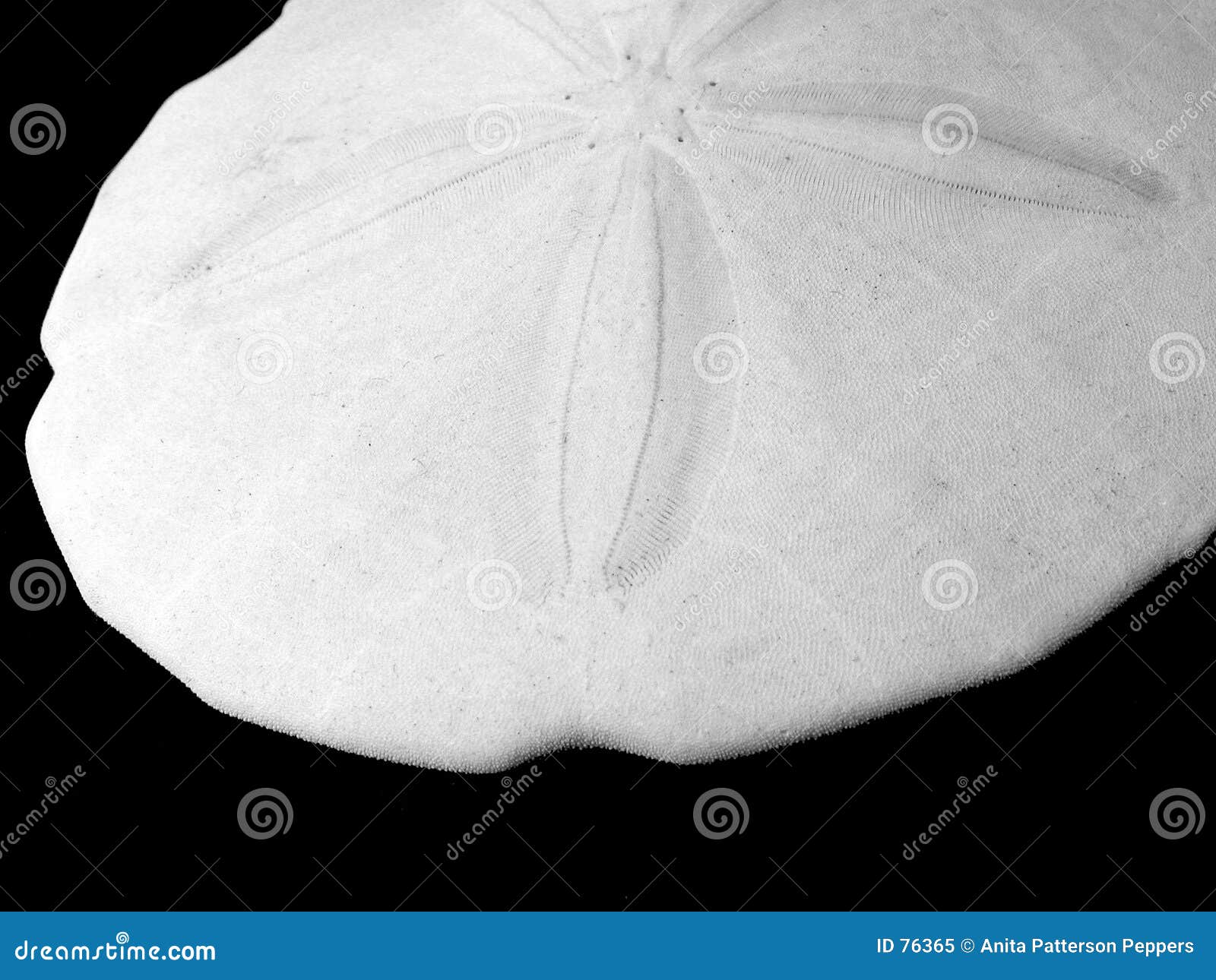 Sandollar stock image. Image of macro, shell, ocean, nature - 76365