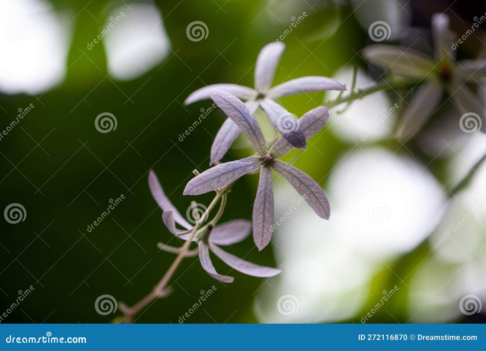 Sandpaper Vine, Petrea Volubilis Stock Photo - Image of flora ...