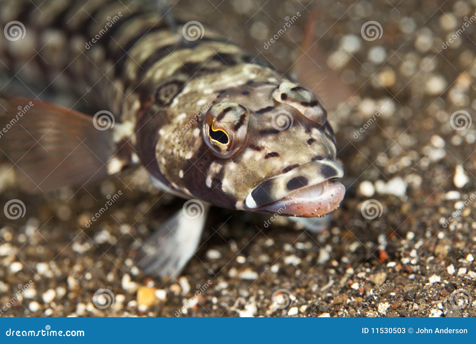 Sandperch stock image. Image of life, ocean, bali, coral - 11530503