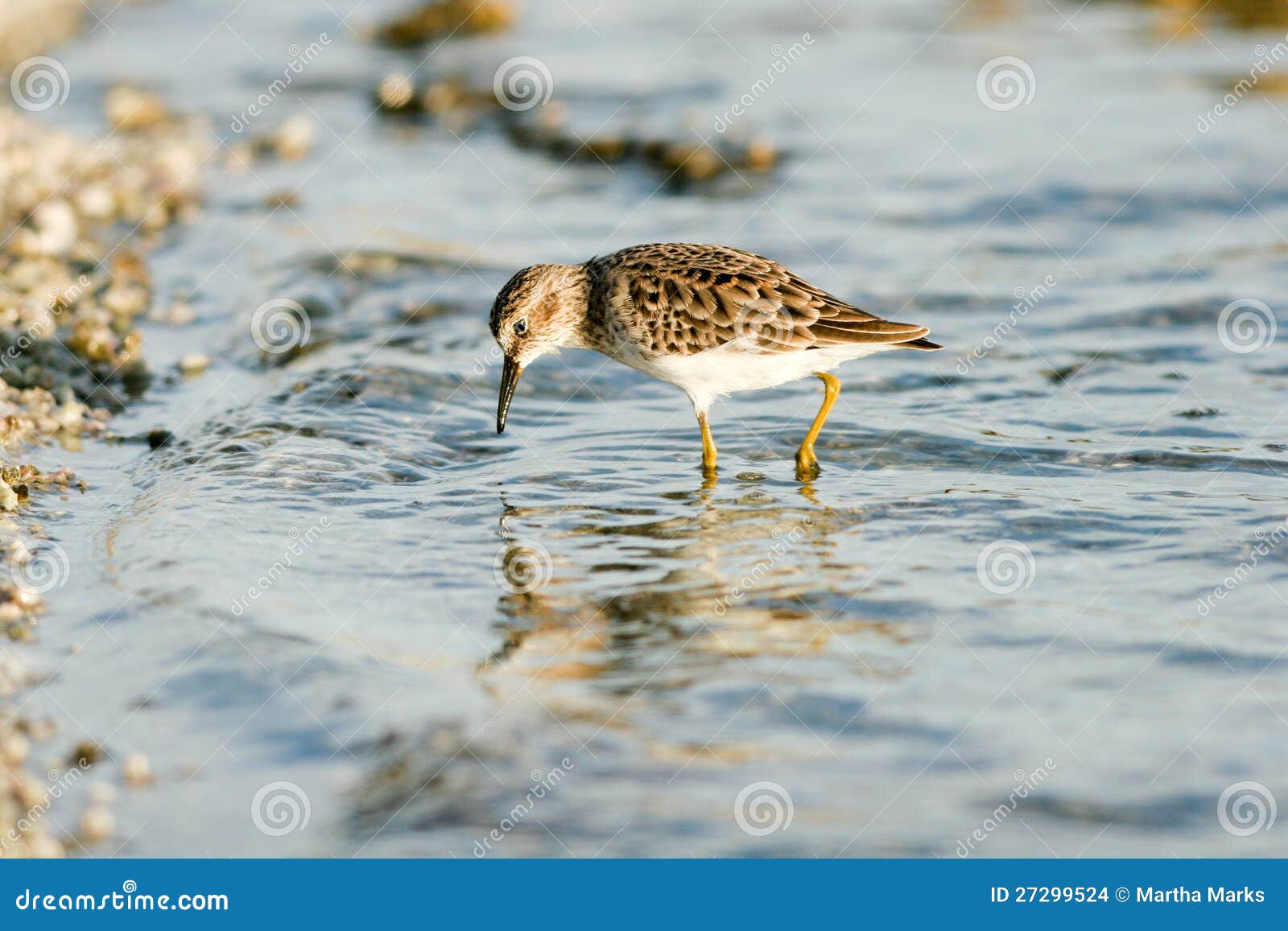 Sandpiper stock photo. Image of sand, animal, california - 27299524