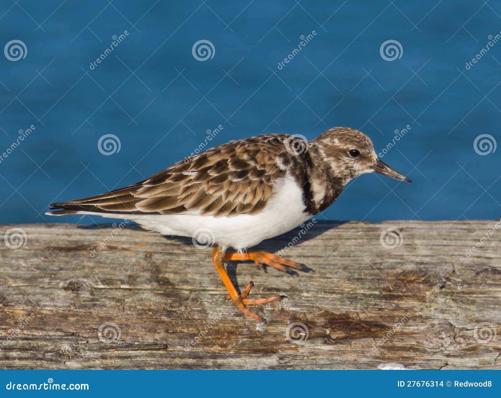 Sandpiper stock photo. Image of grey, america, sanderling - 27676314