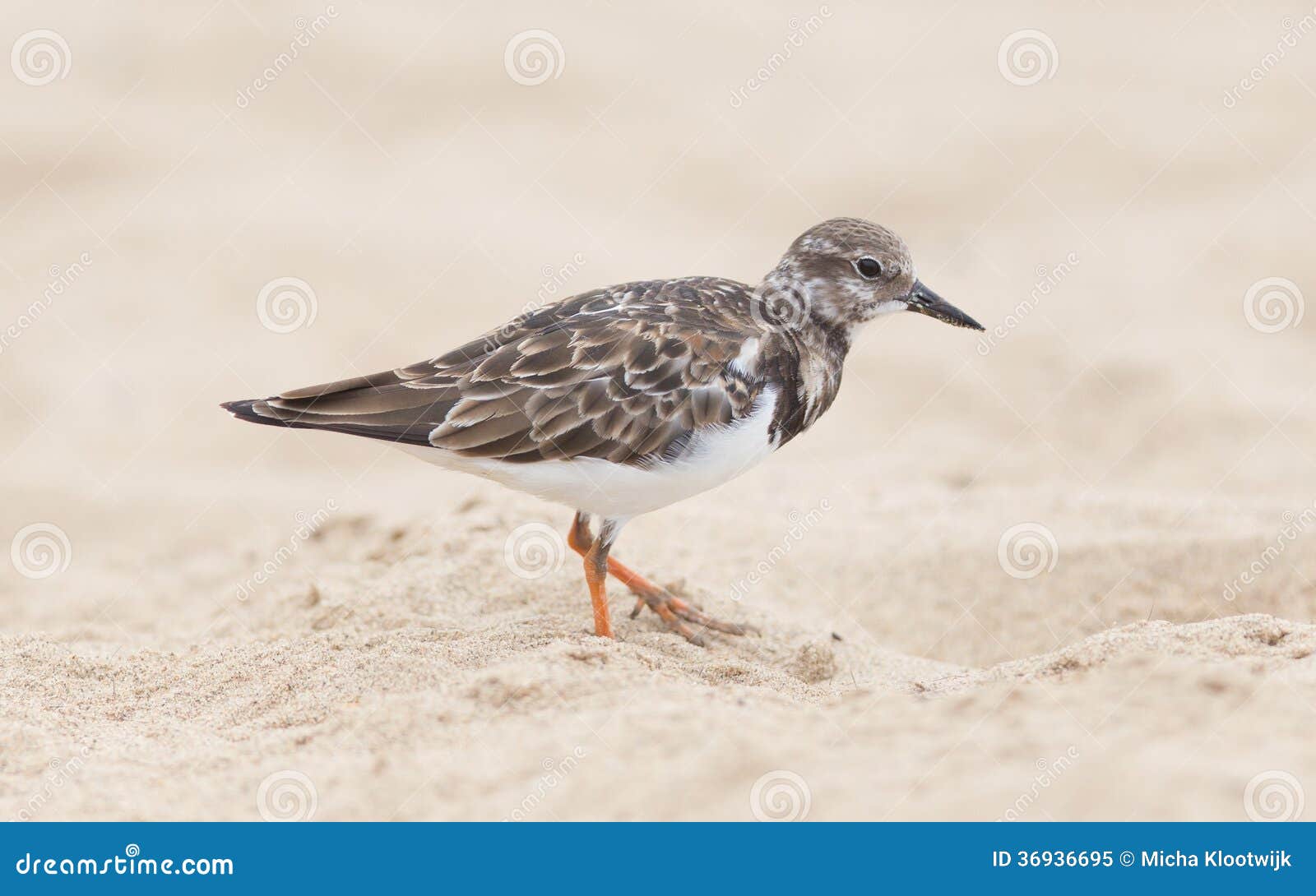 Sandpiper on the Beach at Cape Cross Stock Image - Image of south, cape ...