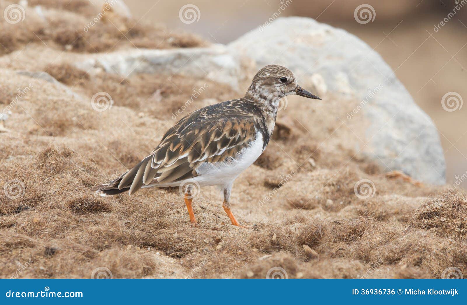 Sandpiper on the Beach at Cape Cross Stock Photo - Image of bill, fauna ...