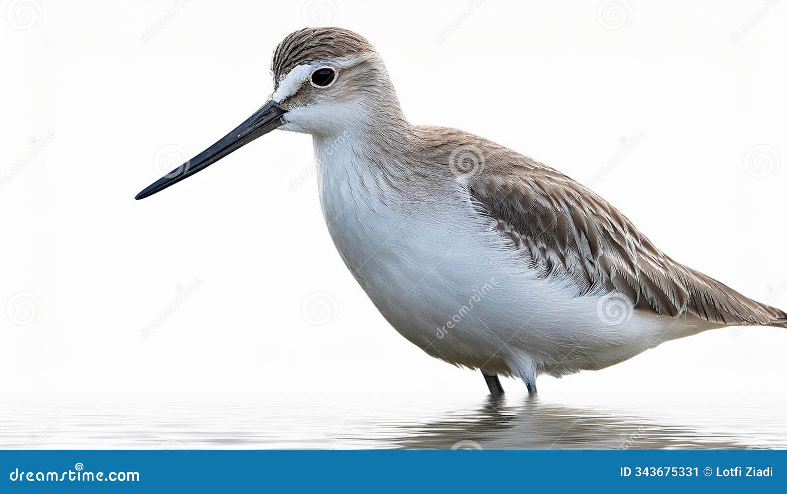 Sandpiper Bird Front View Full Body Isolate on White Background PNG ...