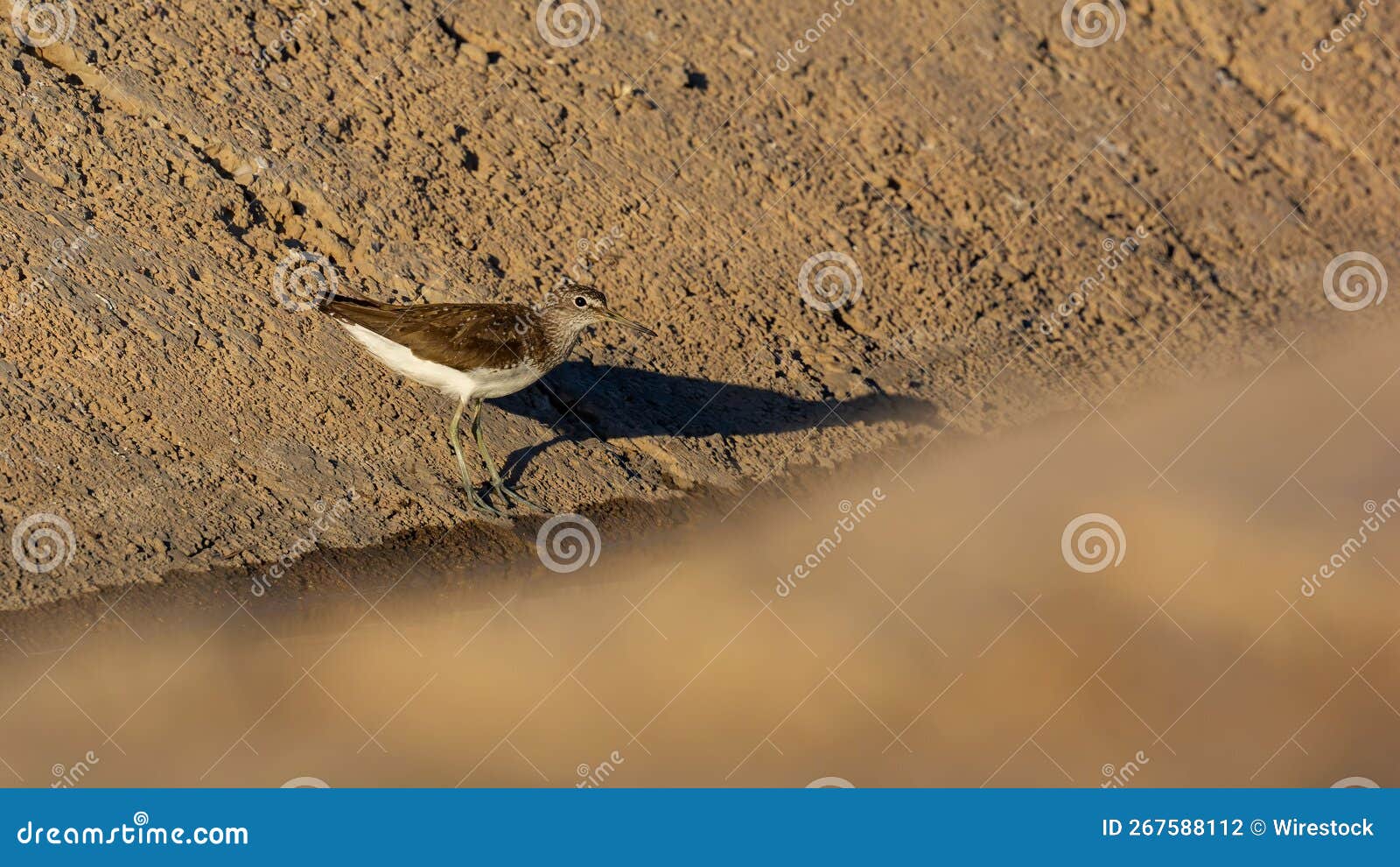 Sandpiper bird on pavement stock photo. Image of background - 267588112