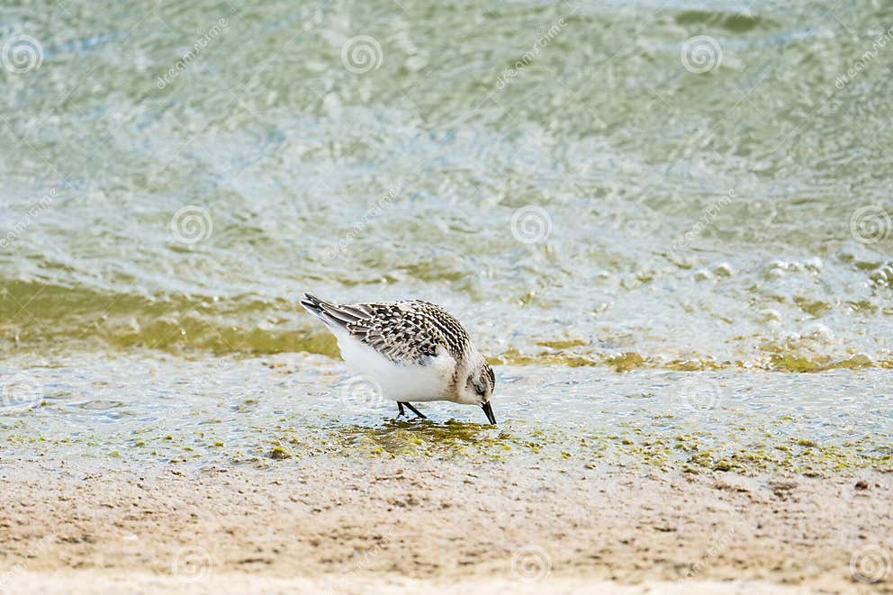 Sandpiper Bird Runs and Feeds on the Shore Stock Photo - Image of water ...