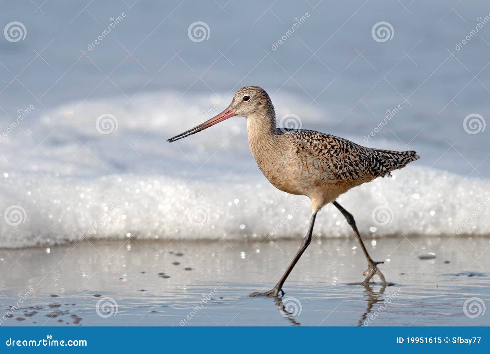 Sandpiper Bird Walking on Beach with Sea Foam Stock Image - Image of ...