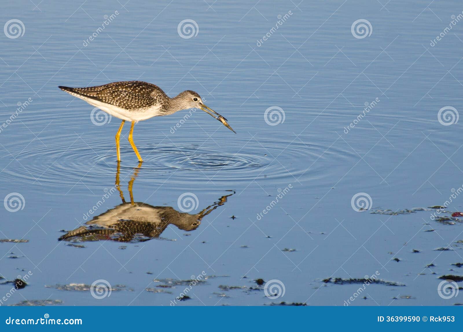 Sandpiper Catching a Fish stock photo. Image of nature - 36399590