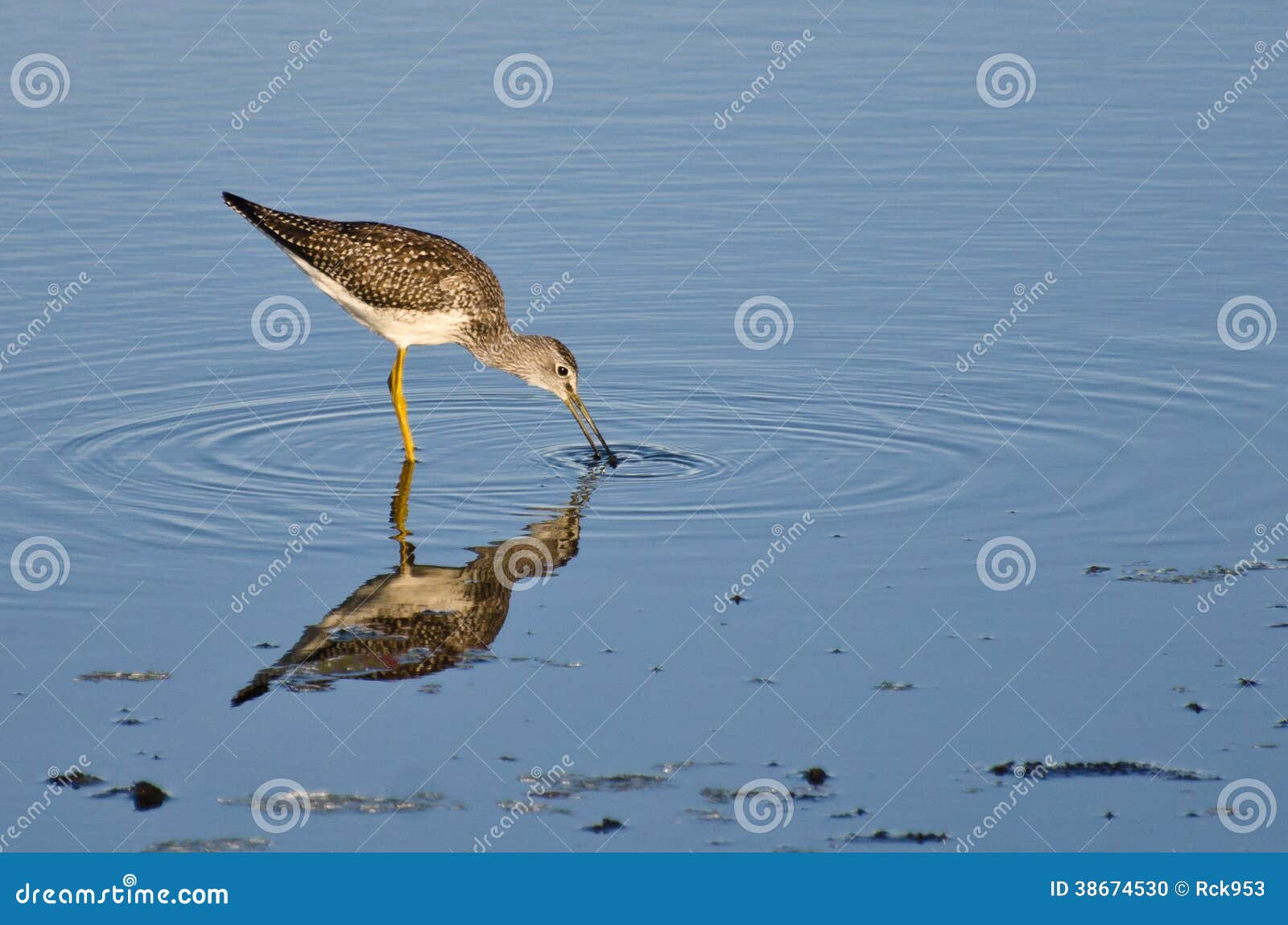 Sandpiper Catching a Fish stock photo. Image of nature - 38674530