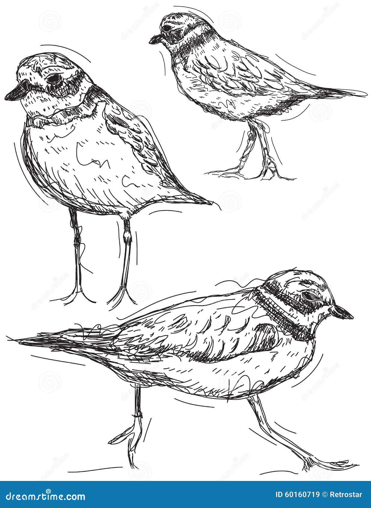 Sandpiper drawings stock vector. Illustration of bird - 60160719