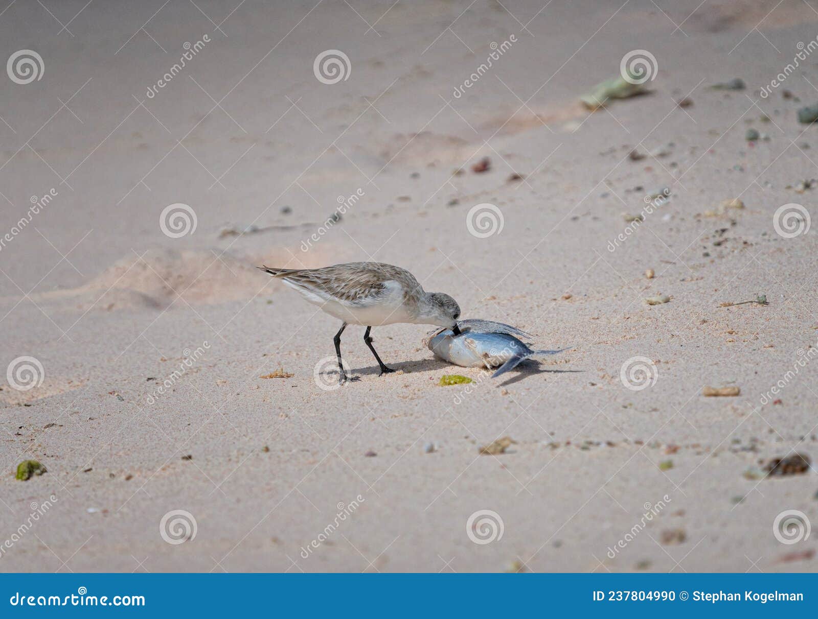 Sandpiper Eating from a Dead Fish on the Beach Stock Photo - Image of ...