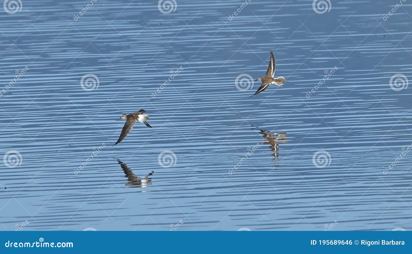 Sandpiper in Flight Over the Lake Stock Photo - Image of river, plumage ...