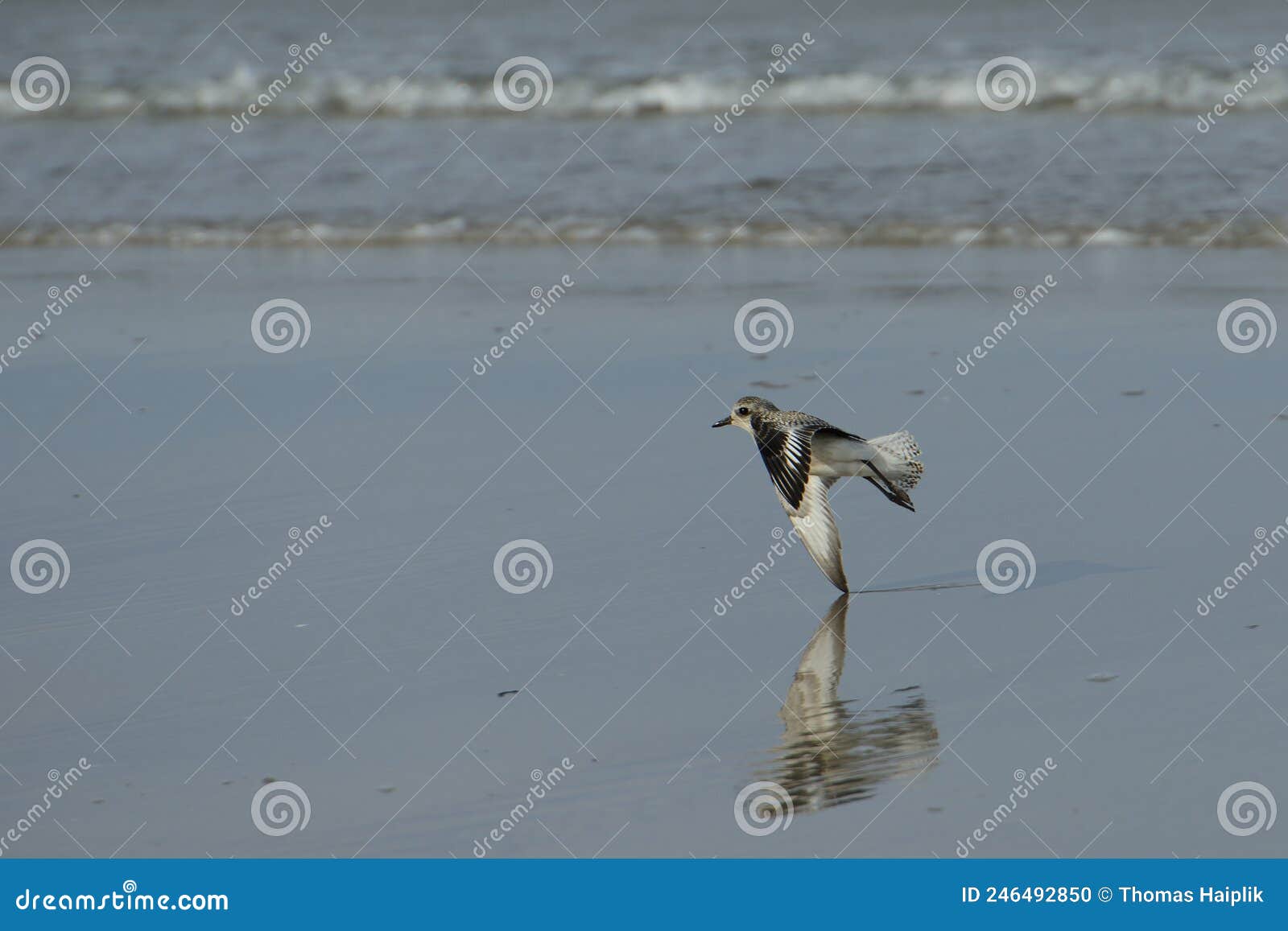 Sandpiper in flight stock photo. Image of aabeaches - 246492850