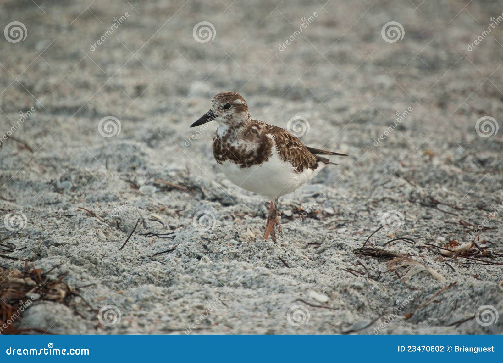 Sandpiper on a Florida Beach Stock Photo - Image of florida, animal ...