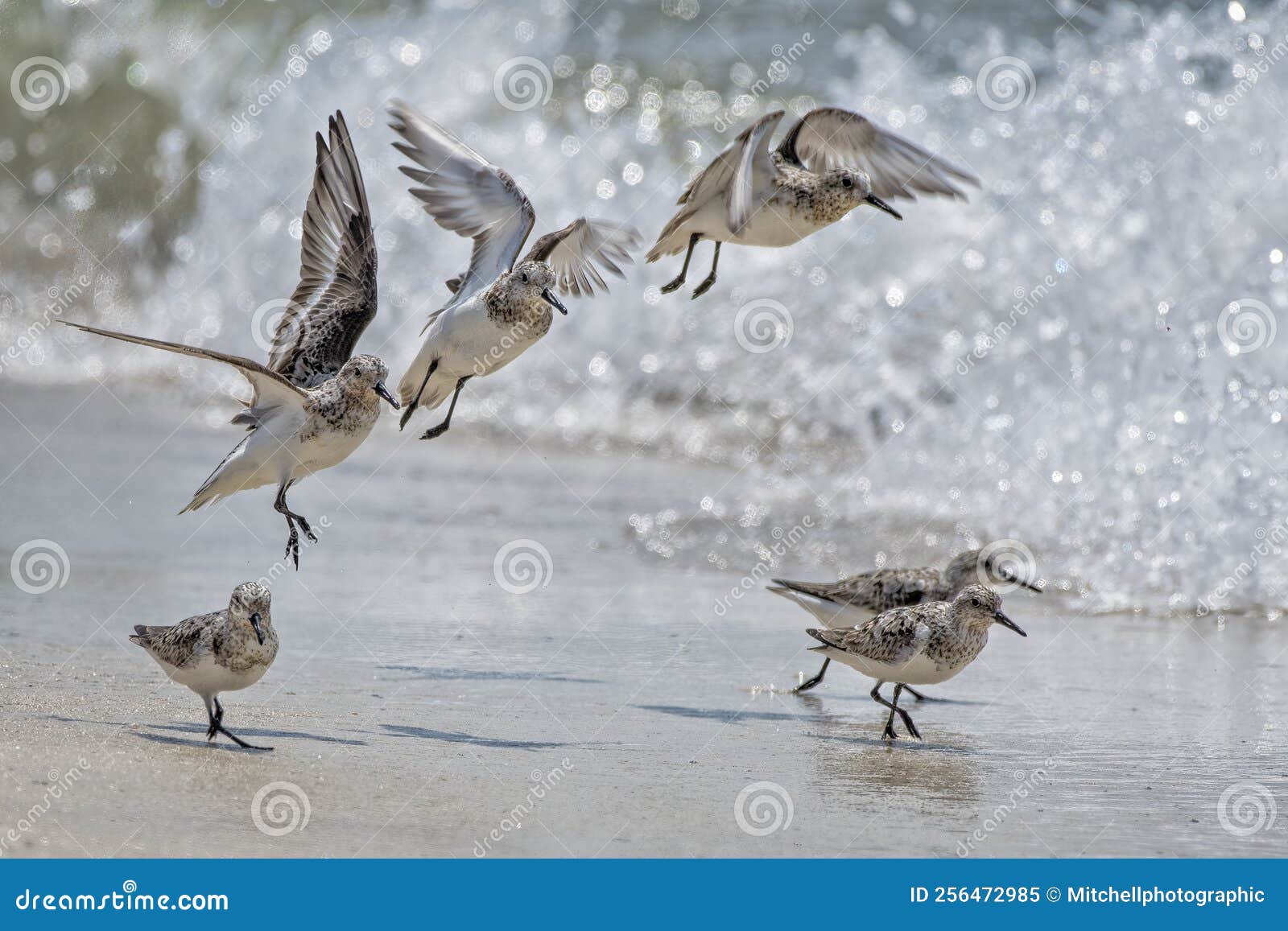 Sandpiper Group Running and Flying at the Beach Stock Image - Image of ...