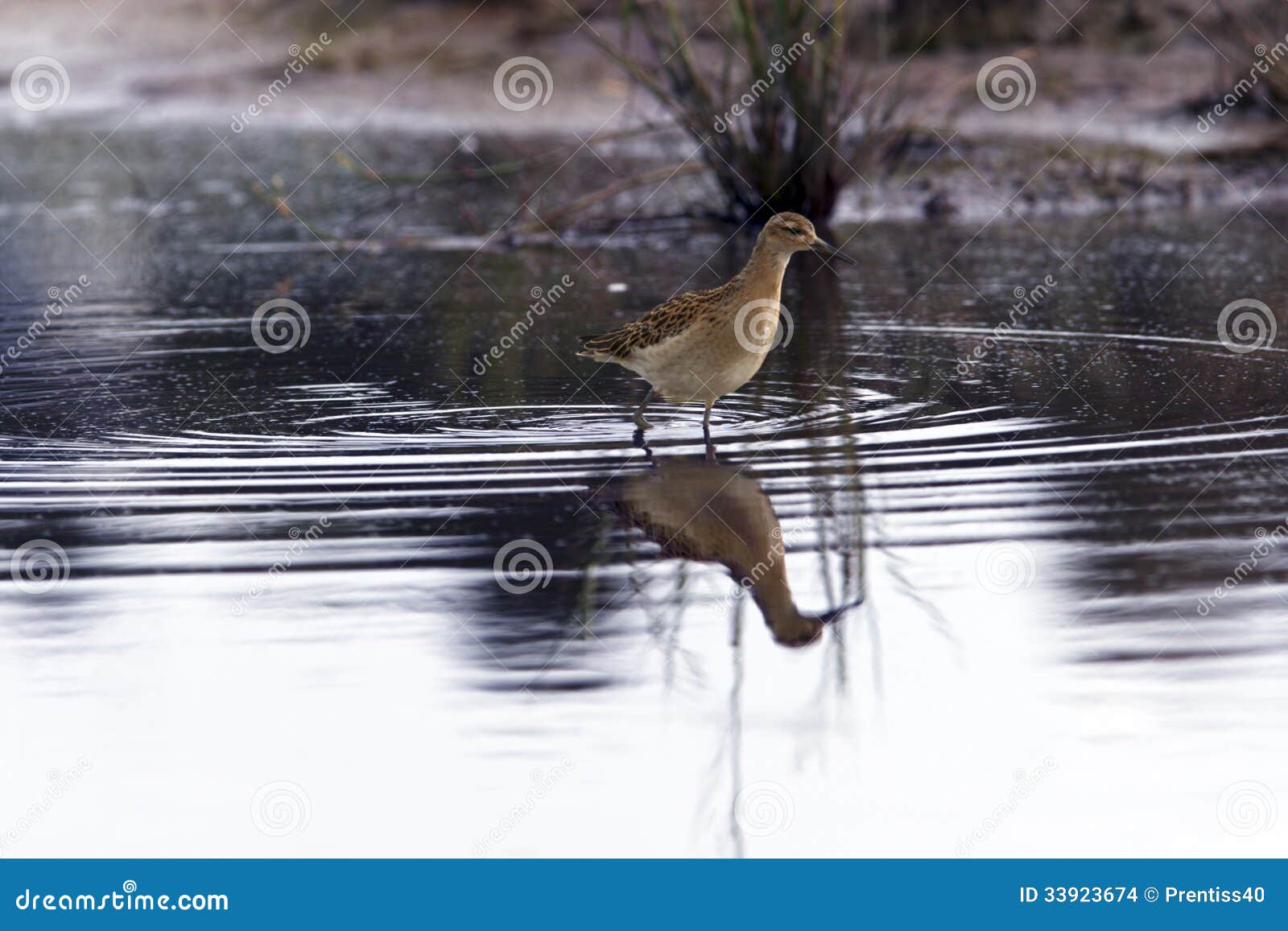 Sandpiper in habitat stock photo. Image of bird, ripples - 33923674