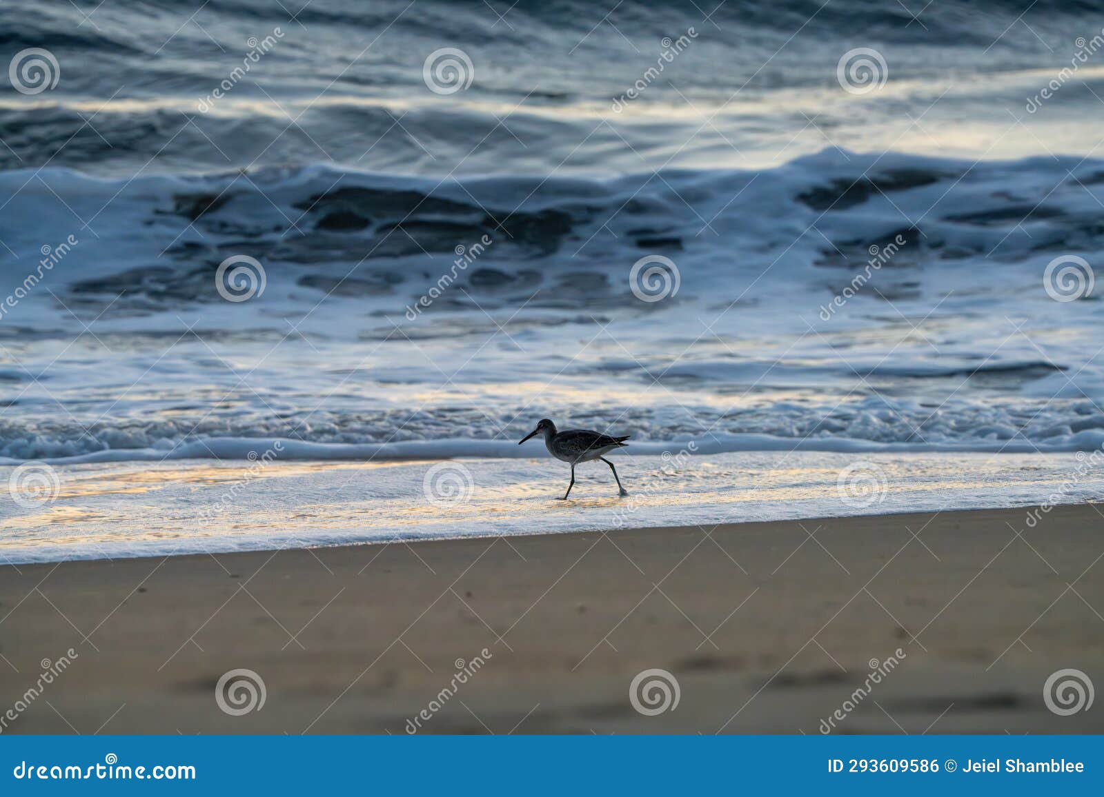 A Sandpiper Looking for Breakfast at Dawn. Stock Photo - Image of ...