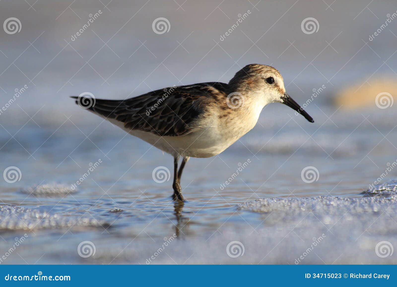 Sandpiper stock image. Image of seabird, shorebird, ornithology - 34715023