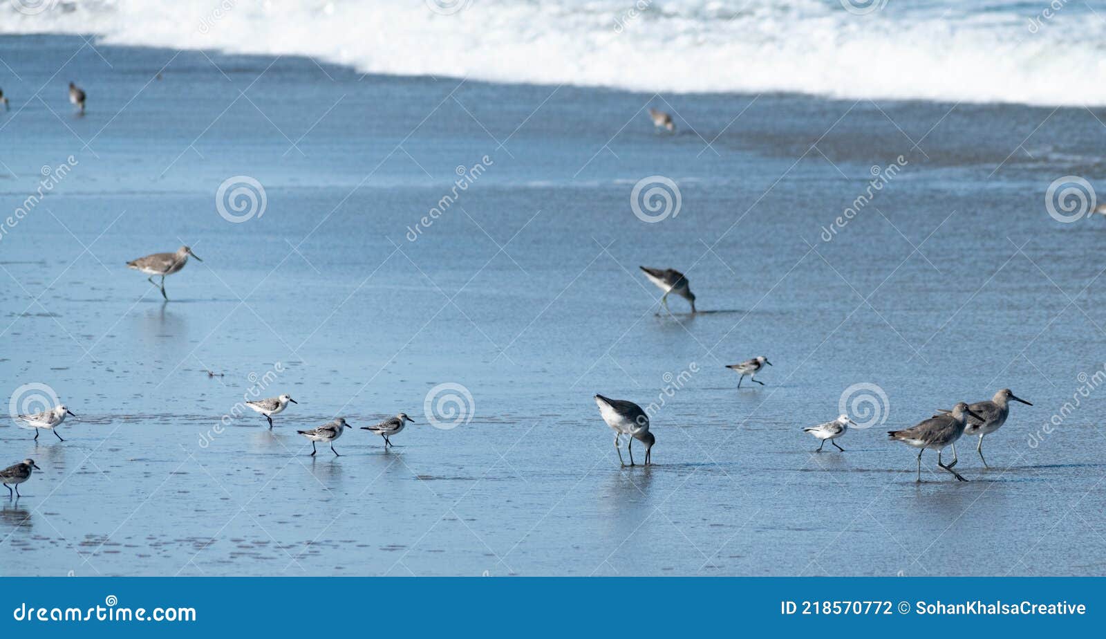 Sandpipers in the Waves on the Beach Stock Photo - Image of destination ...