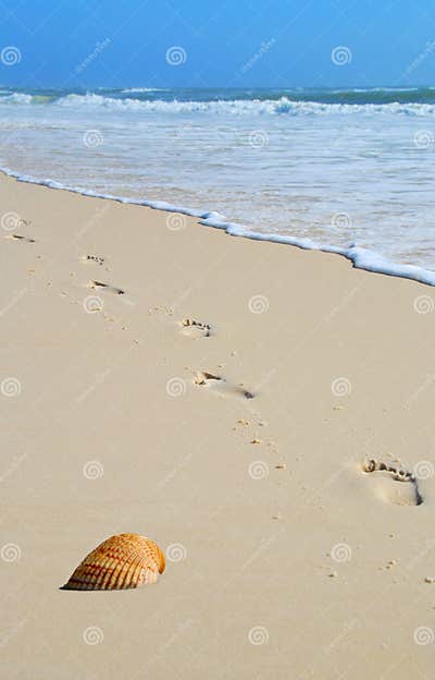 Sandprints and Shell by Shore Stock Photo - Image of wave, caribbean ...