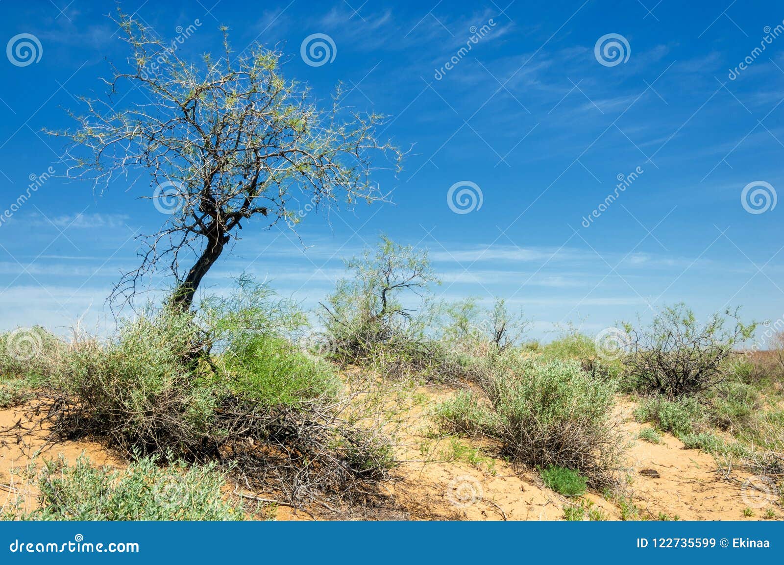 Sands Desert Spring stock image. Image of kazakhstan - 122735599