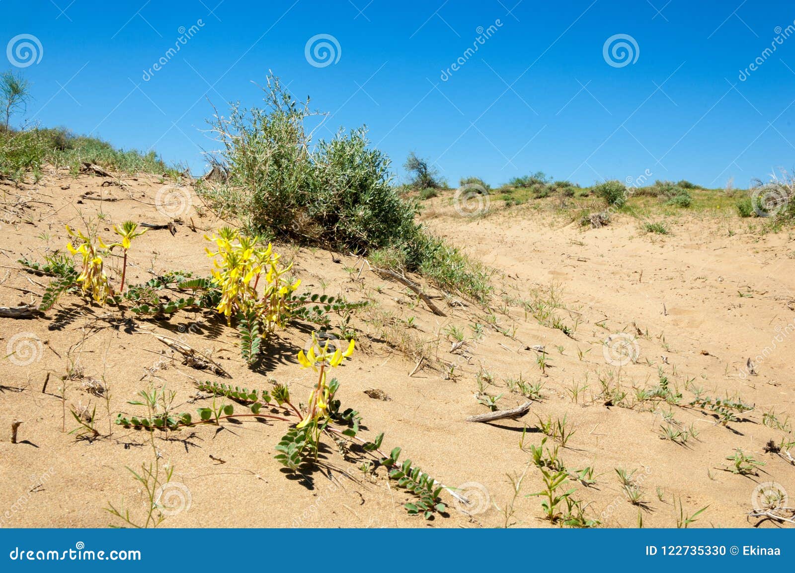 Sands Desert Spring stock photo. Image of expedition - 122735330