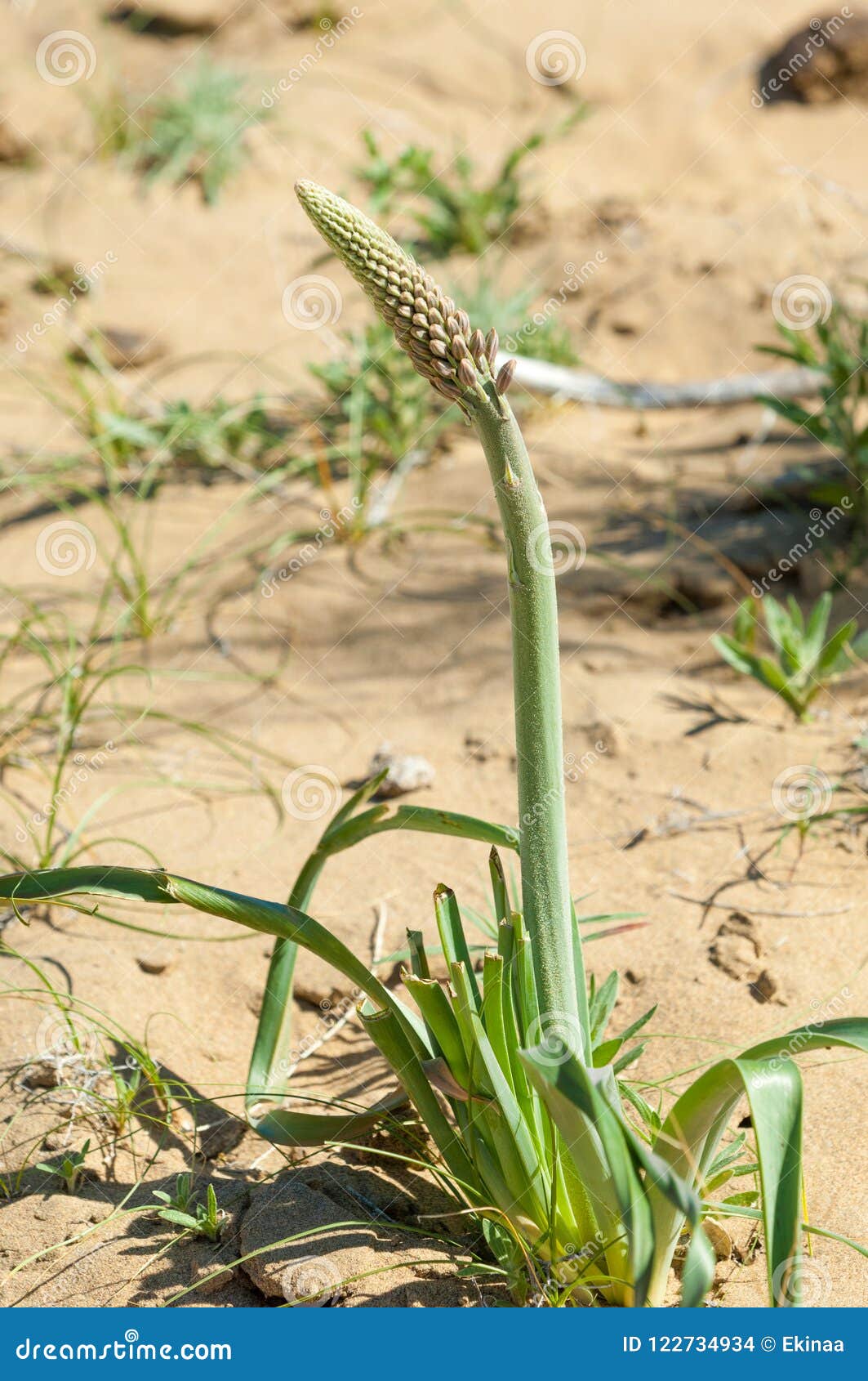 Sands Desert Spring stock photo. Image of flora, footsteps - 122734934