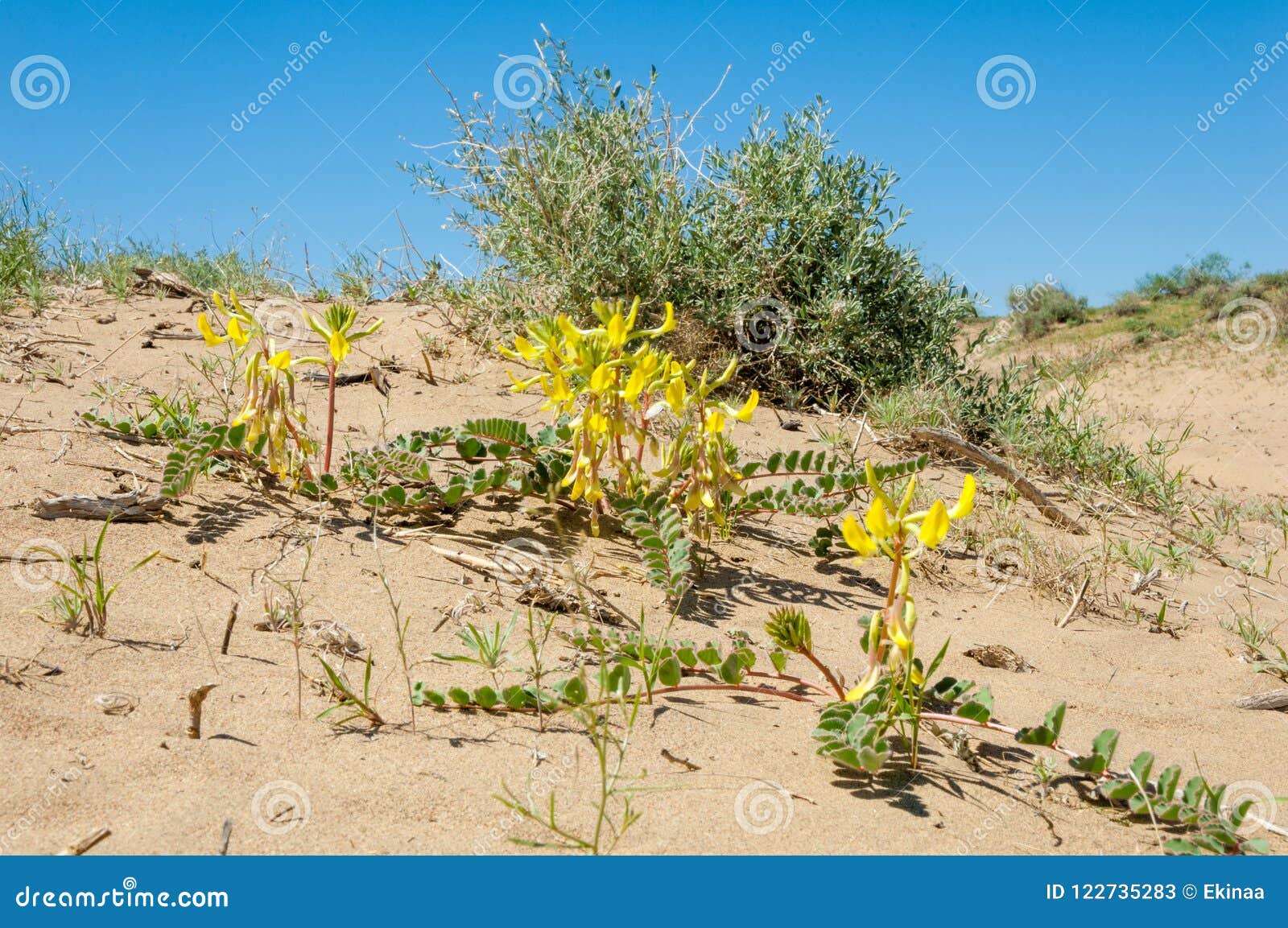 Sands Desert Spring stock image. Image of duns, brown - 122735283