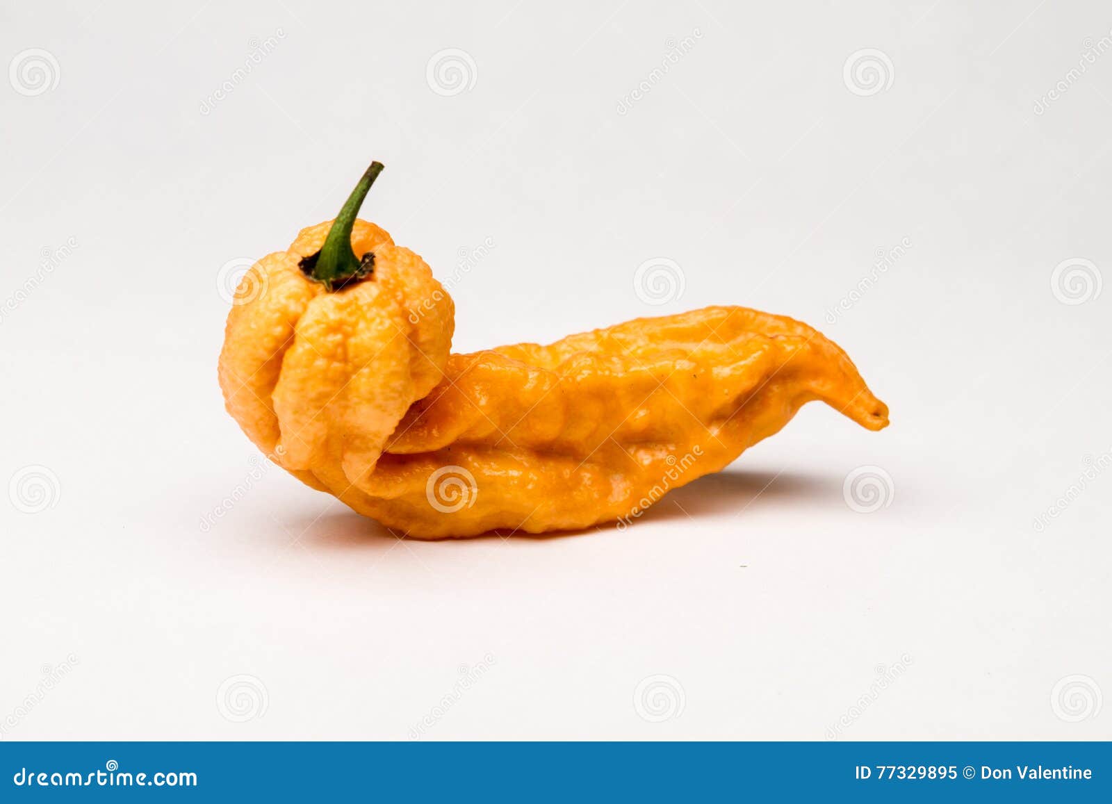 Sandstone Bhut Jolokia Ghost Pepper Stock Image - Image of bhut ...