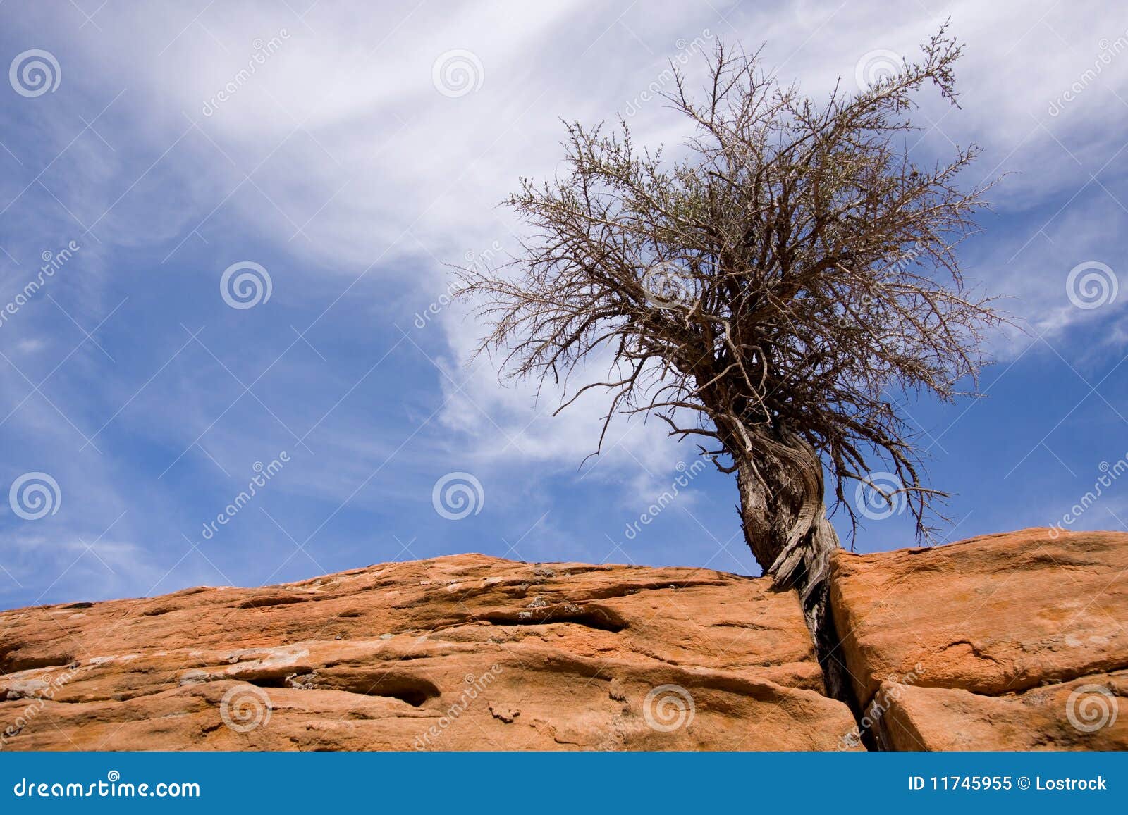 Juniper Tree At The Coast Of Black Sea, Crimea. Royalty-Free Stock ...