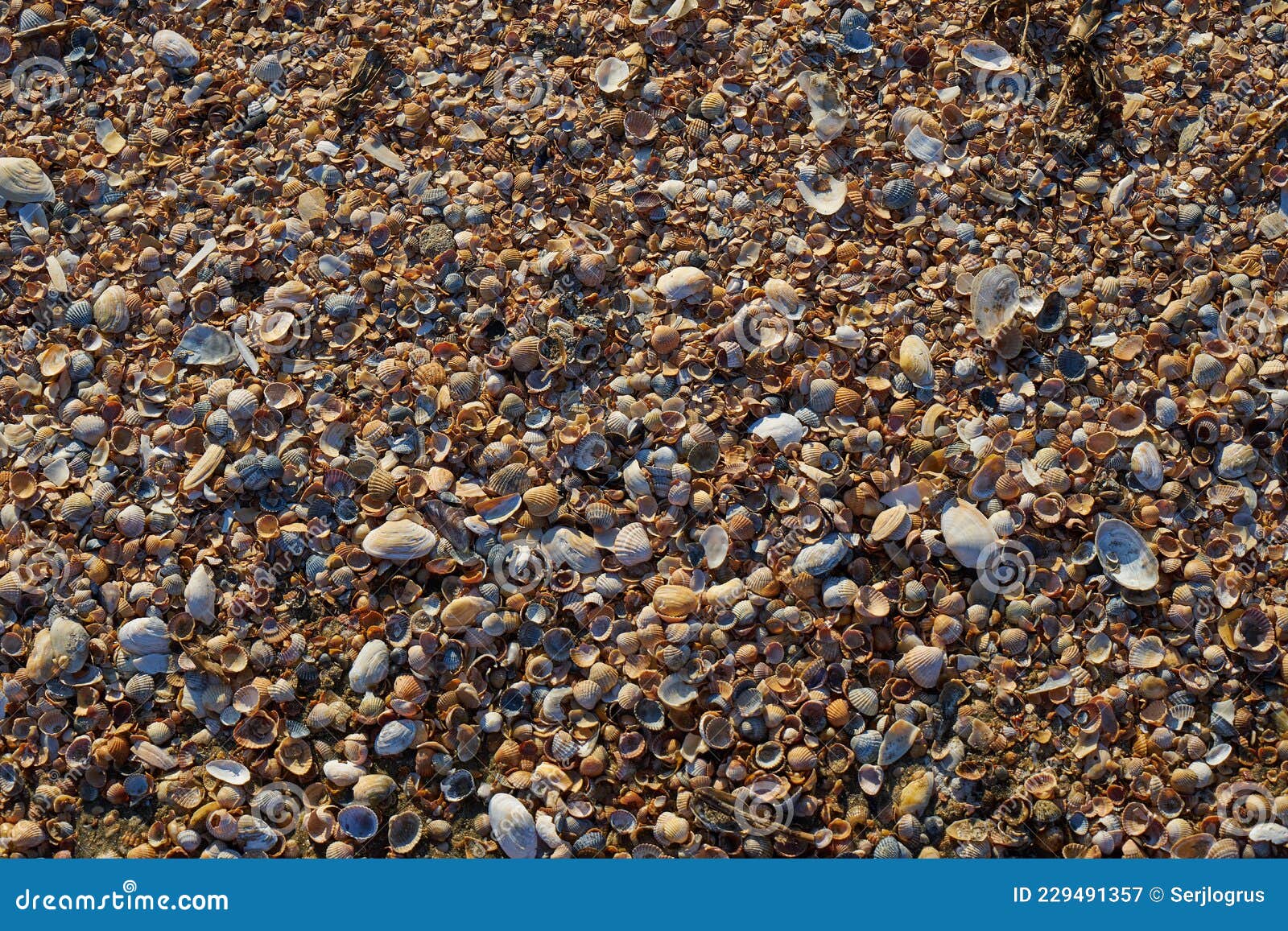 Sandstone shell stock image. Image of shell, sand, organic - 229491357