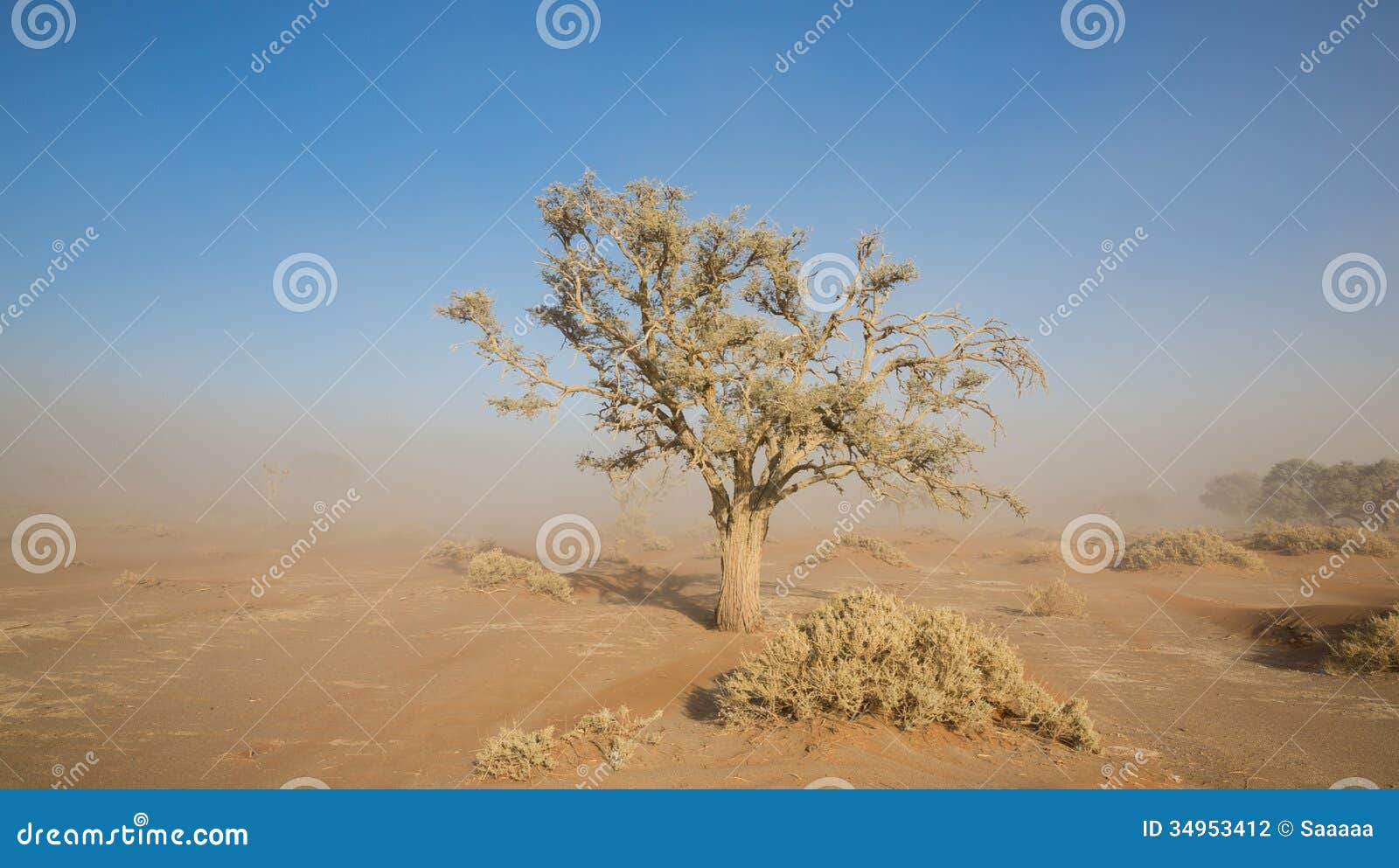 Sandstorm and tree stock photo. Image of desert, natural - 34953412