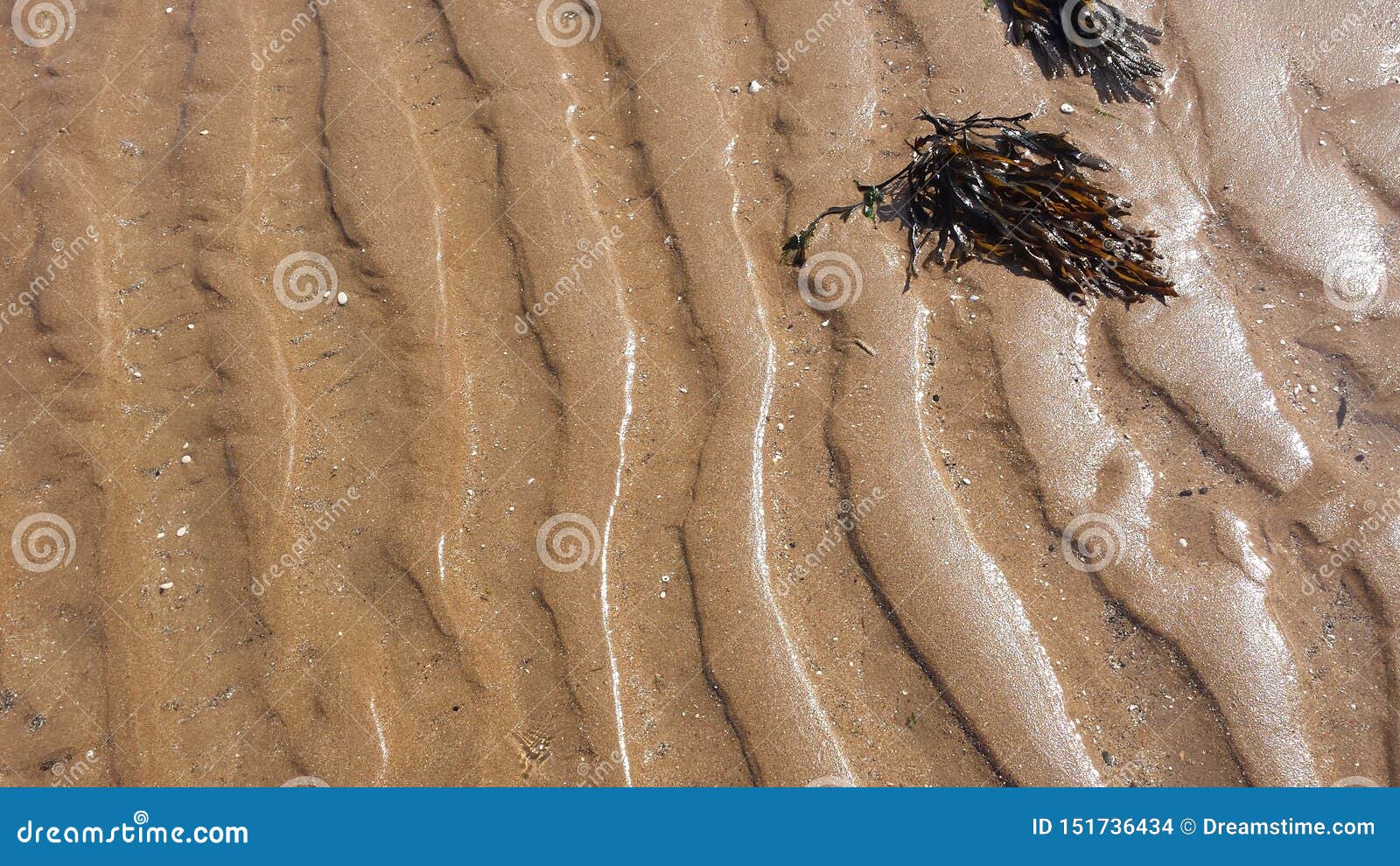 Sandwaves 3 stock photo. Image of forms, martime, precise - 151736434