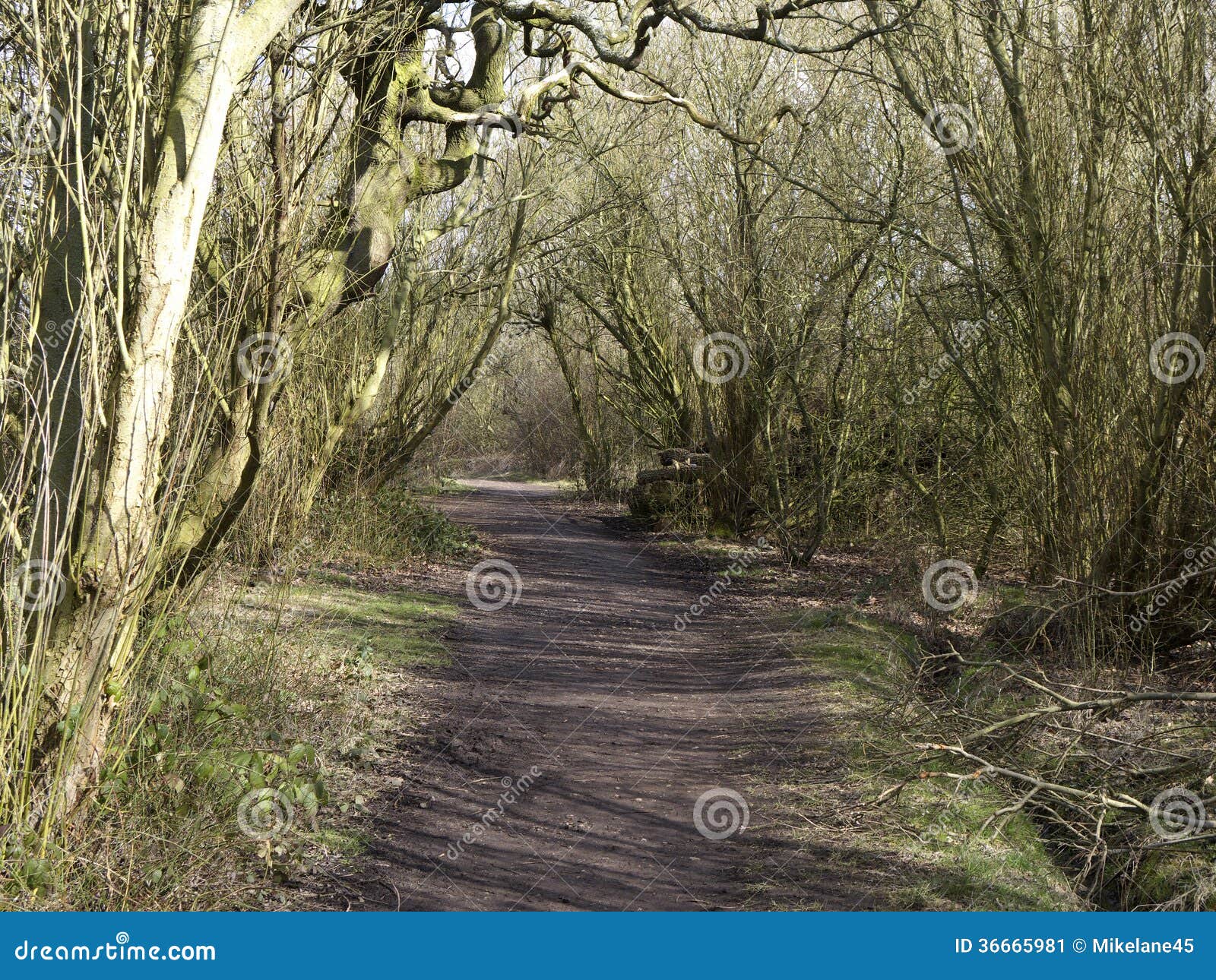Sandwell RSPB reserve stock image. Image of rspb, birds - 36665981