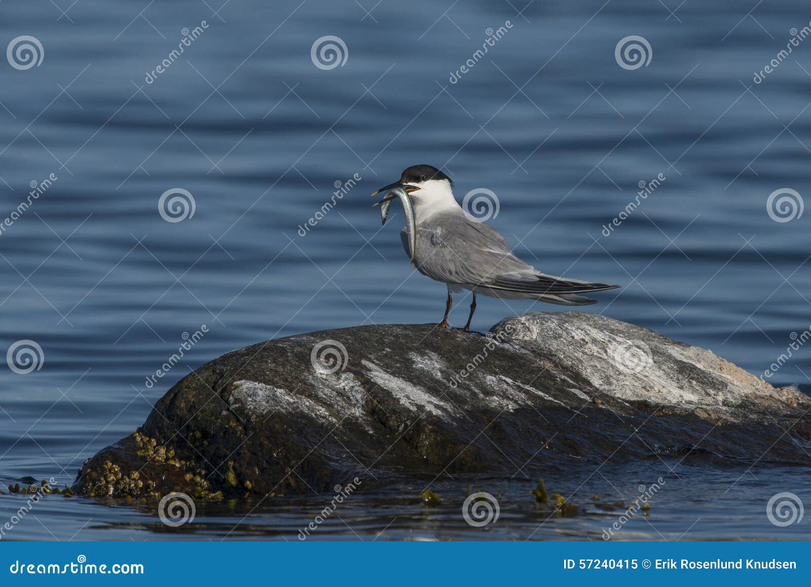 Sandwich Tern (Sterna Sandvicensis) Stock Image - Image of sand, tern ...
