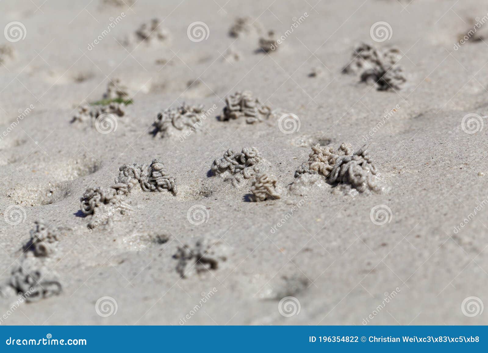 Sandworm Casts, Arenicola Marina Stock Photo - Image of sandy, flat ...