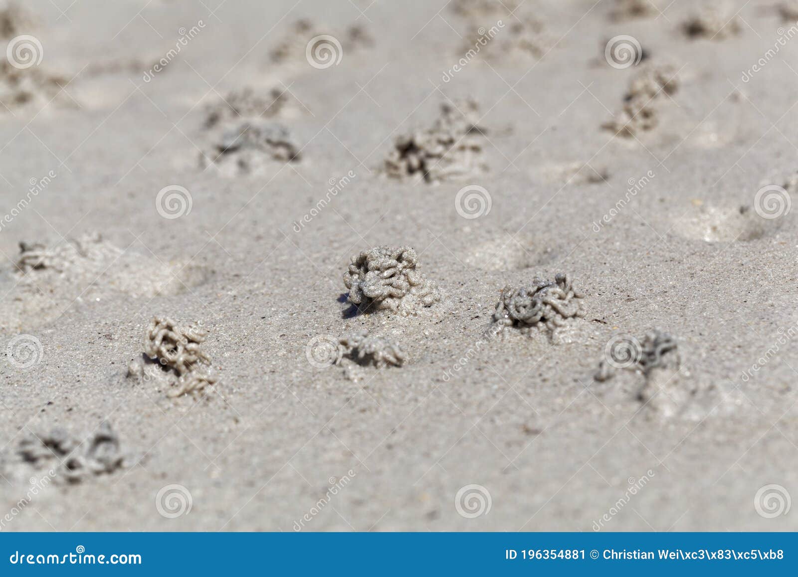 Sandworm Casts, Arenicola Marina Stock Image - Image of background ...