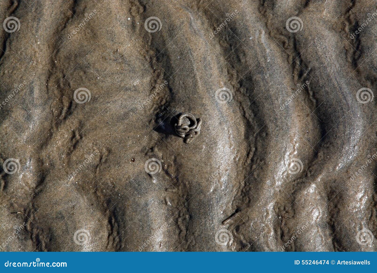 Sandworm pattern stock photo. Image of natural, coastal - 55246474