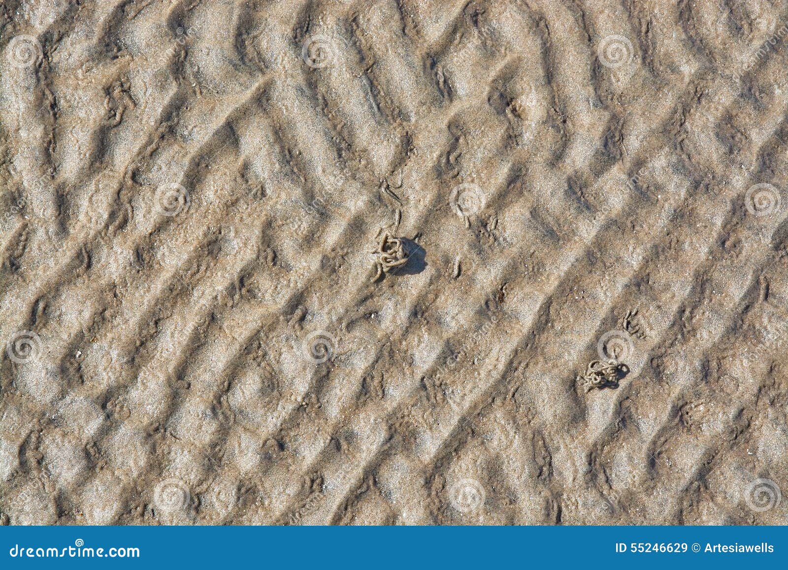 Sandworm pattern stock image. Image of organic, sand - 55246629