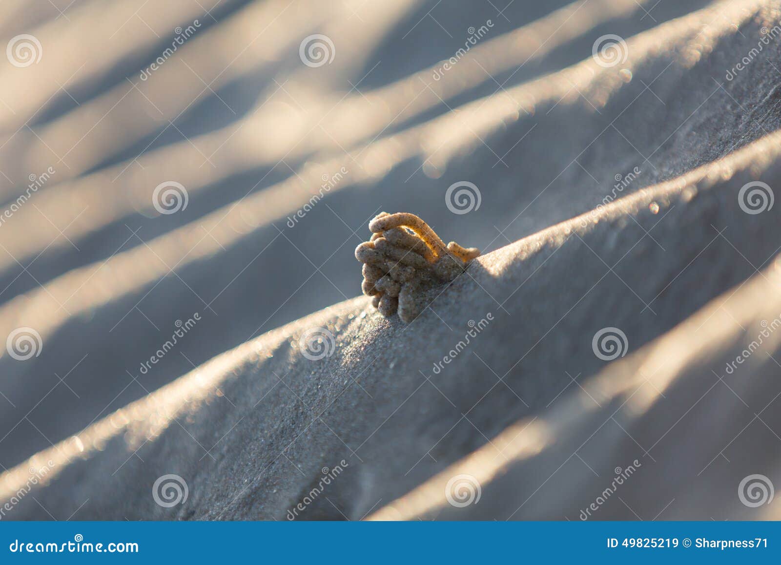 Sandworm stock image. Image of beach, rile, shades, wave - 49825219