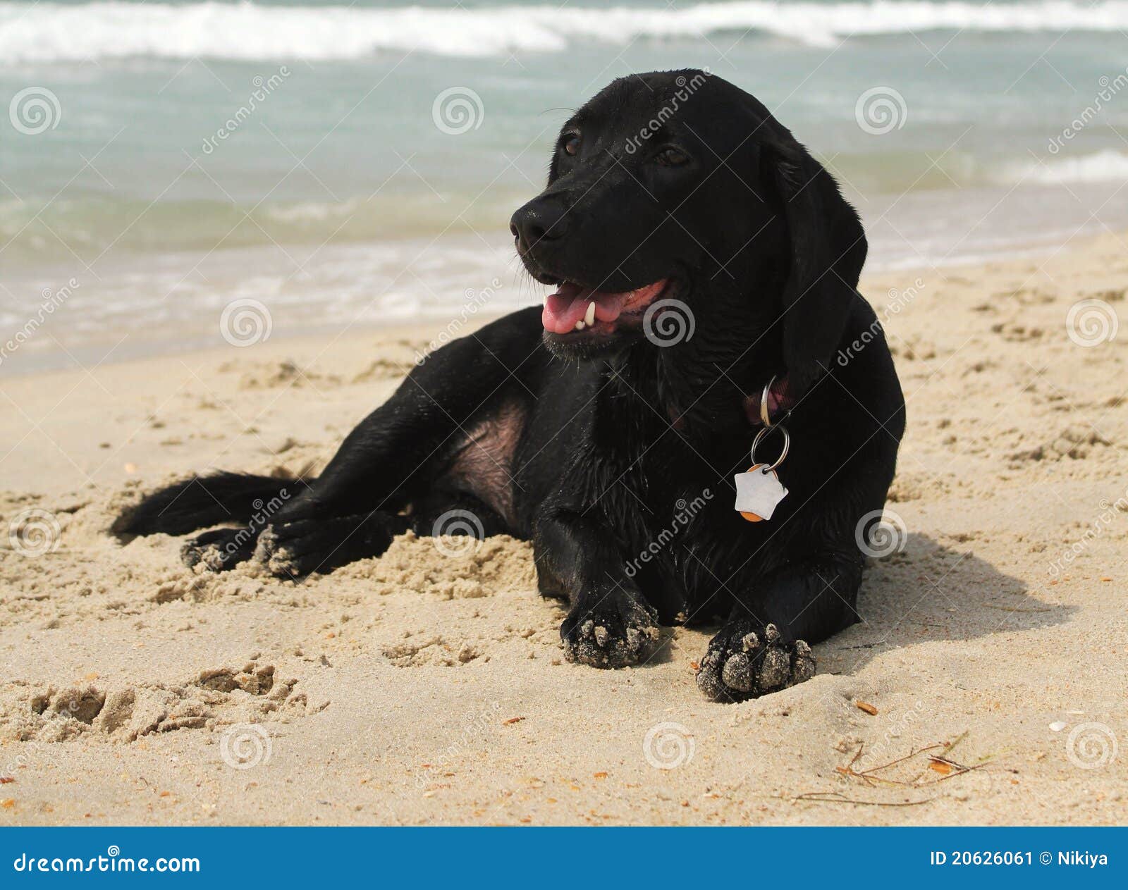 Sandy Bassador Puppy stock image. Image of doggy, carolina - 20626061