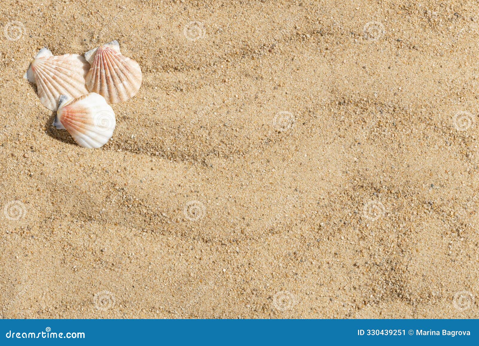 Sandy Beach Background with Seashells. Shells on the Sand with Copy ...