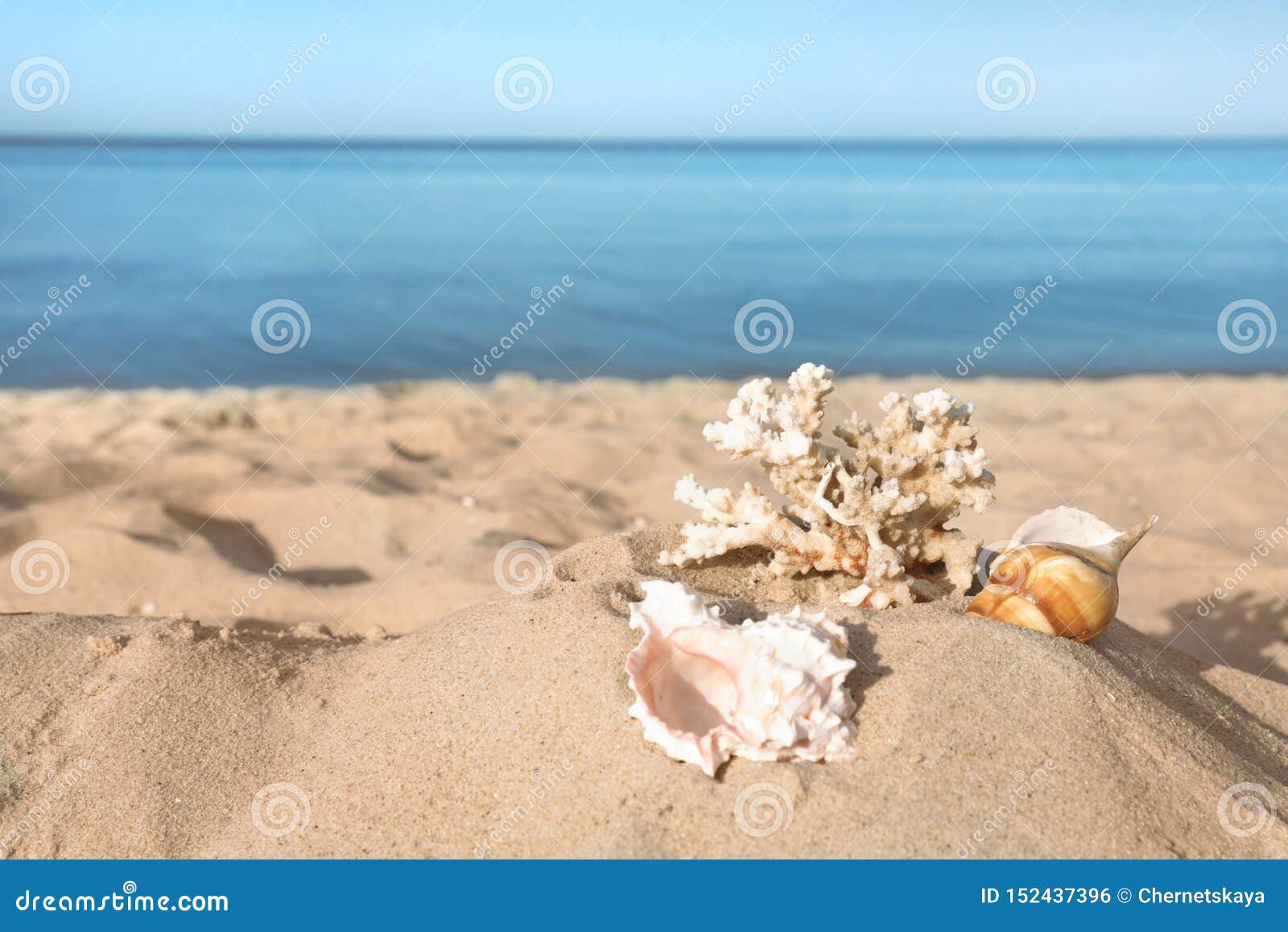 Sandy Beach with Beautiful Coral and Shells. Space for Text Stock Photo ...