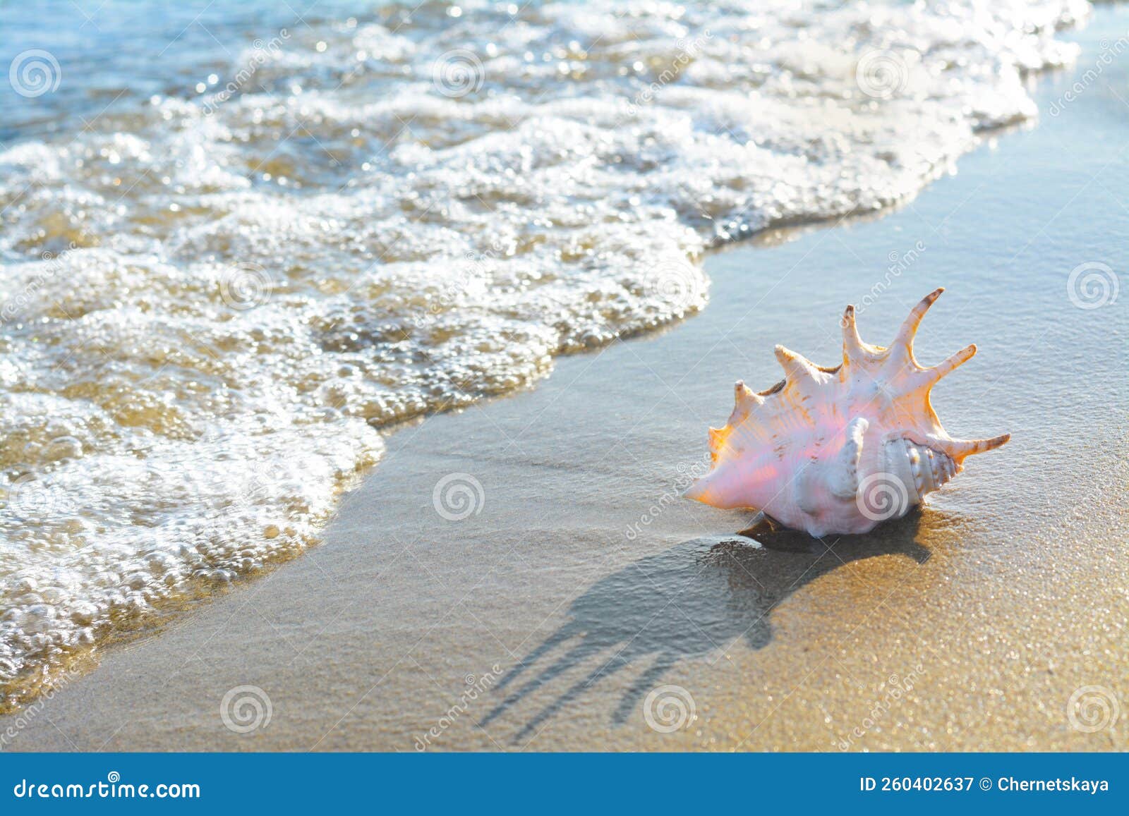 Sandy Beach with Beautiful Shell Near Sea on Summer Day. Space for Text ...